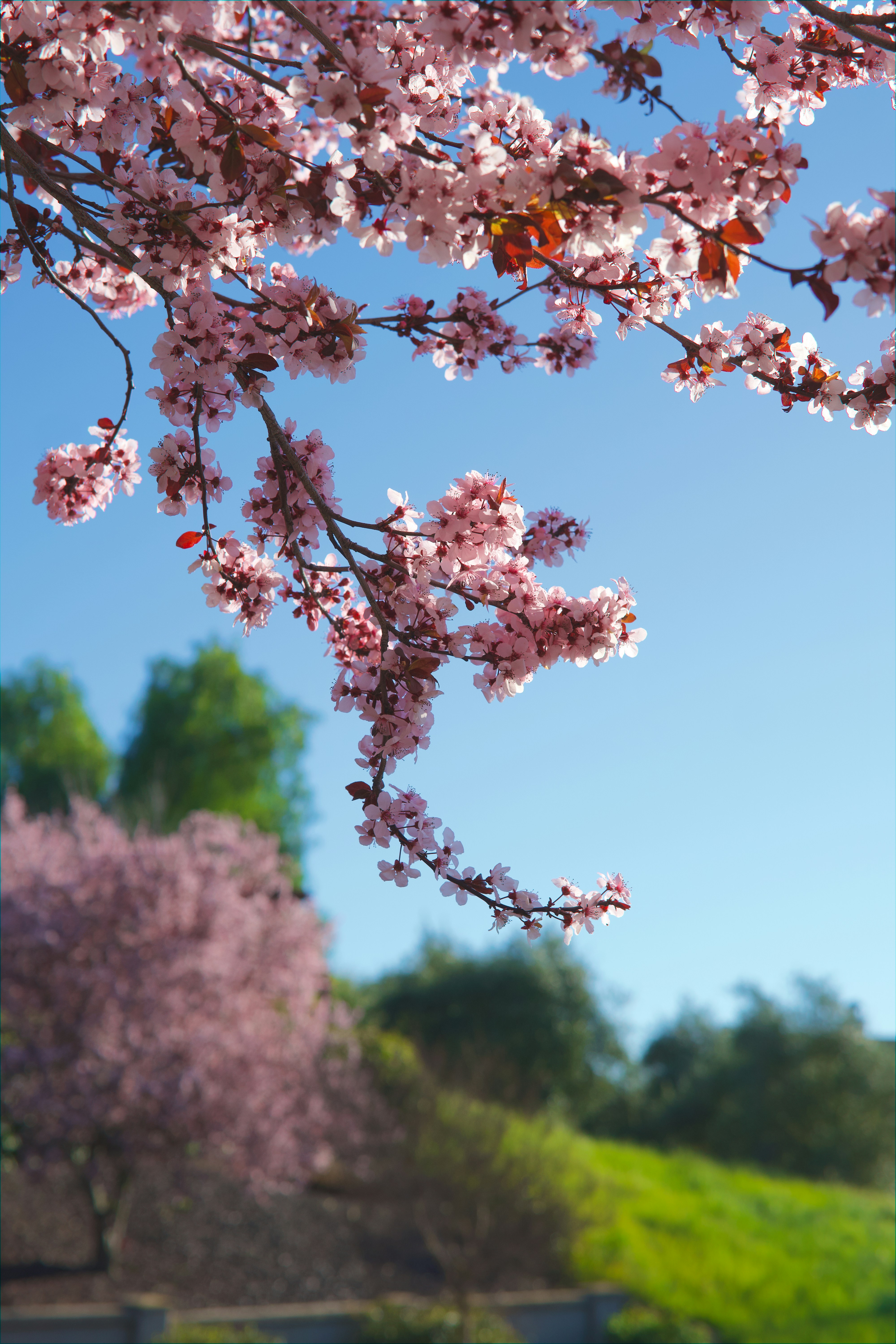 Blossom Window: Pink Petals Against a Crisp Blue Day