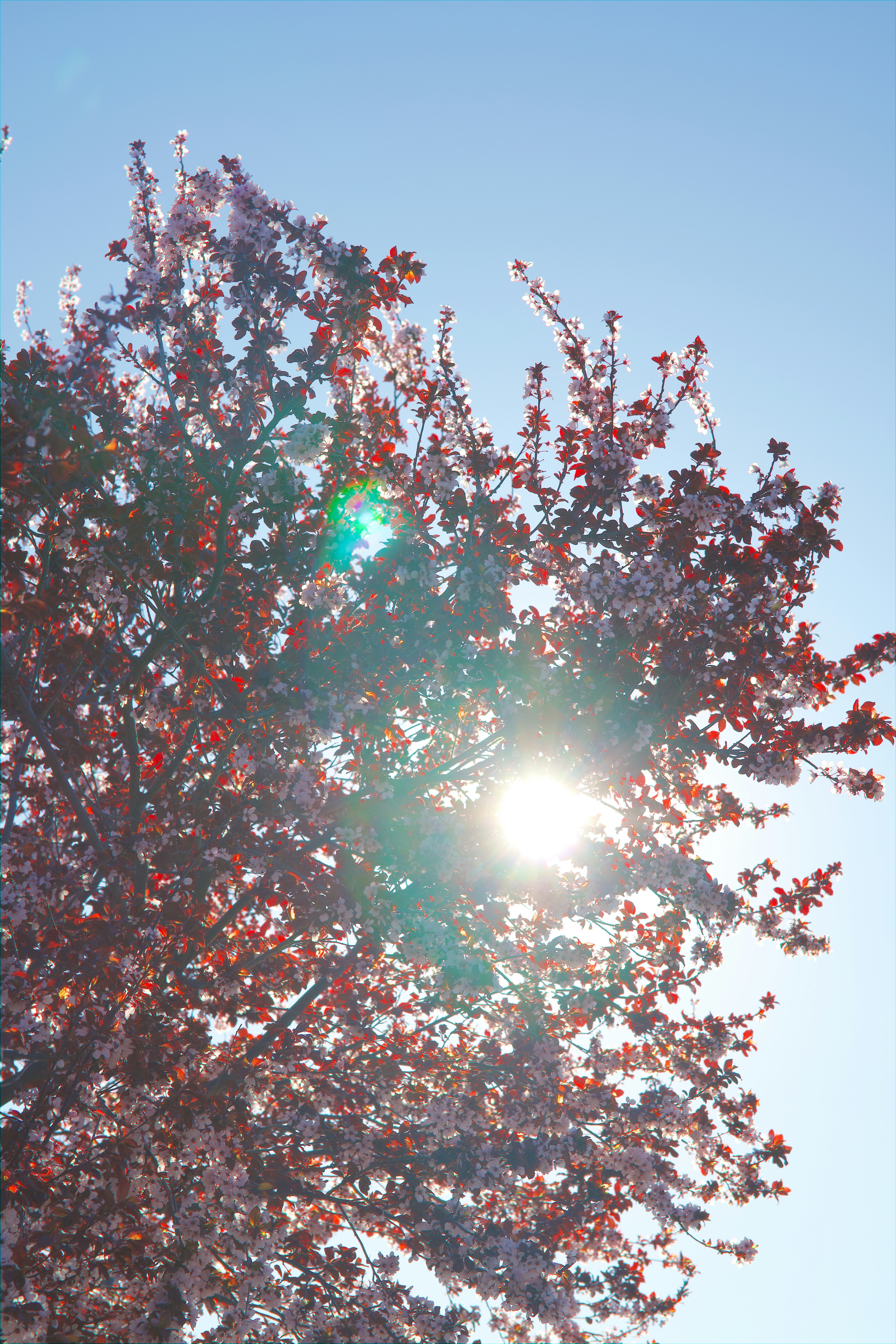 Sunlit Sakura Crown: A Burst of Color Through Branches