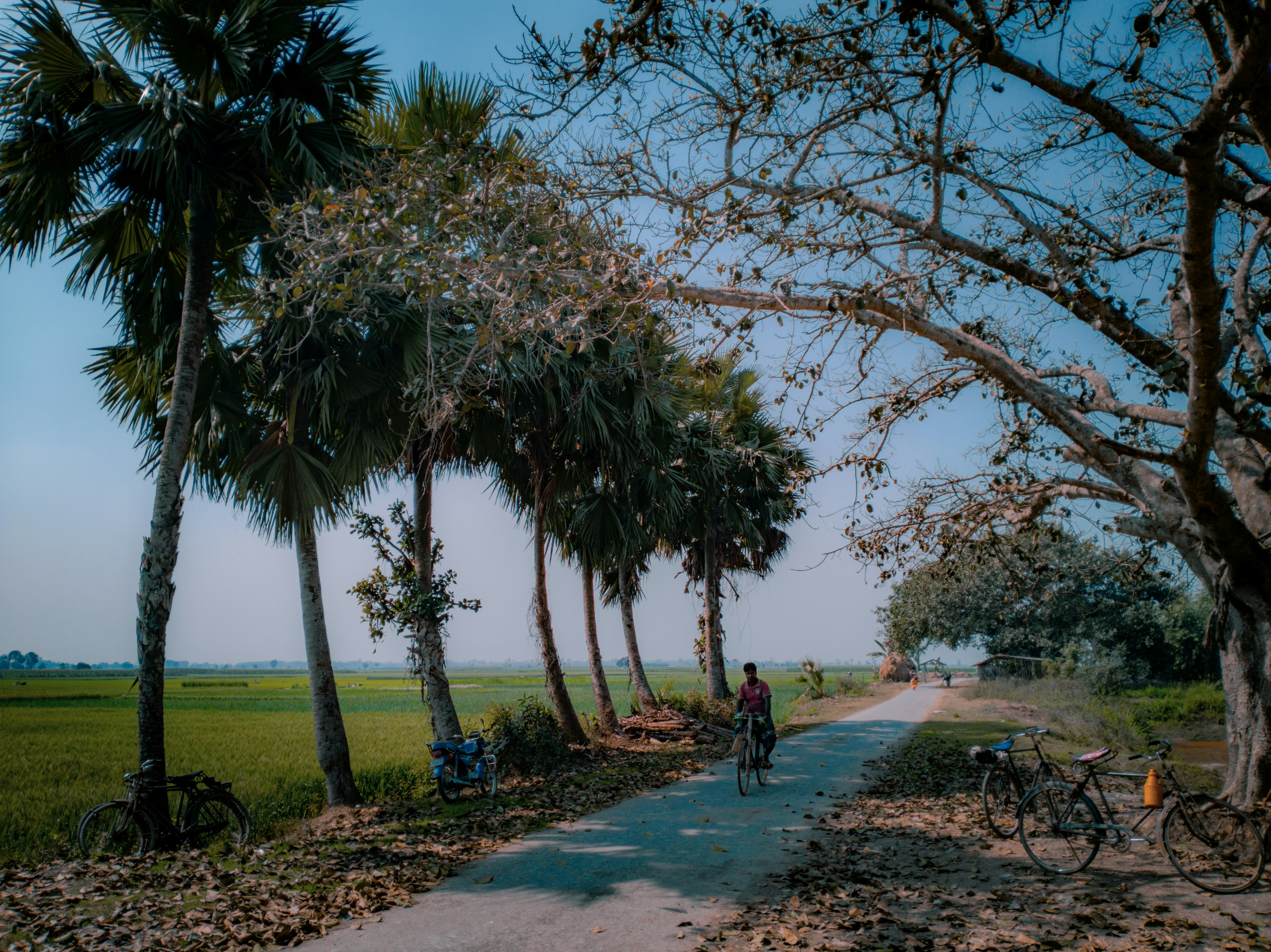 Bike Lane Through a Palm-Fringed Rural Path