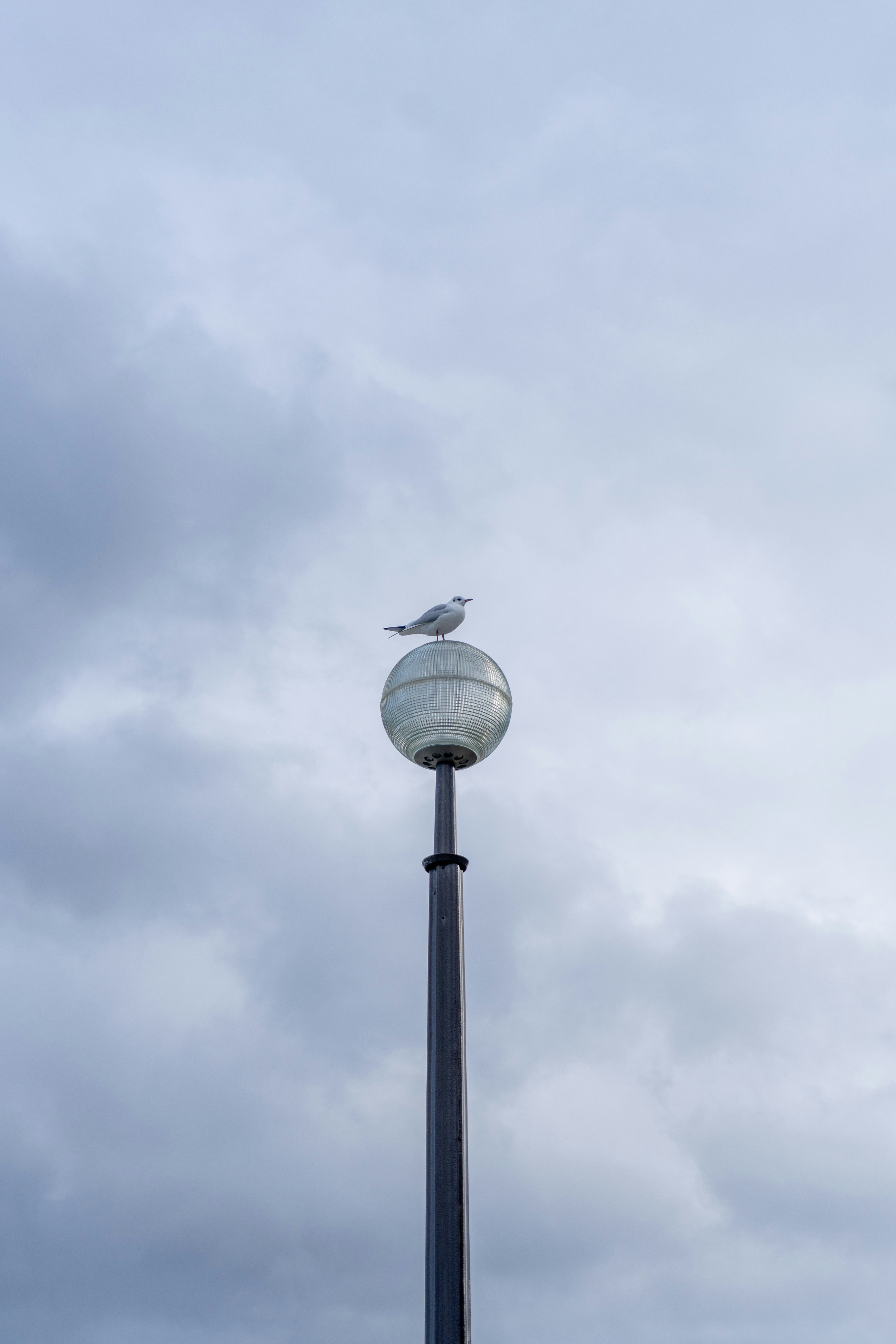 Seabird Sentinel over a Quiet Streetlamp
