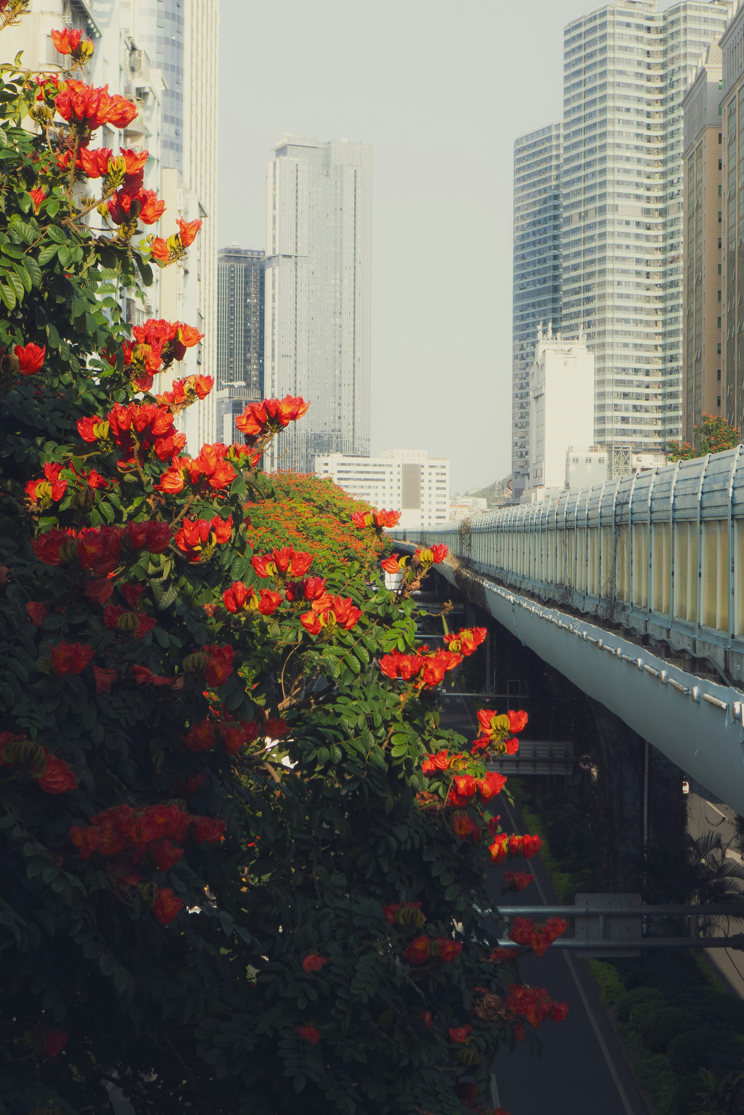 Vibrant red flowers bloom against a cityscape backdrop.