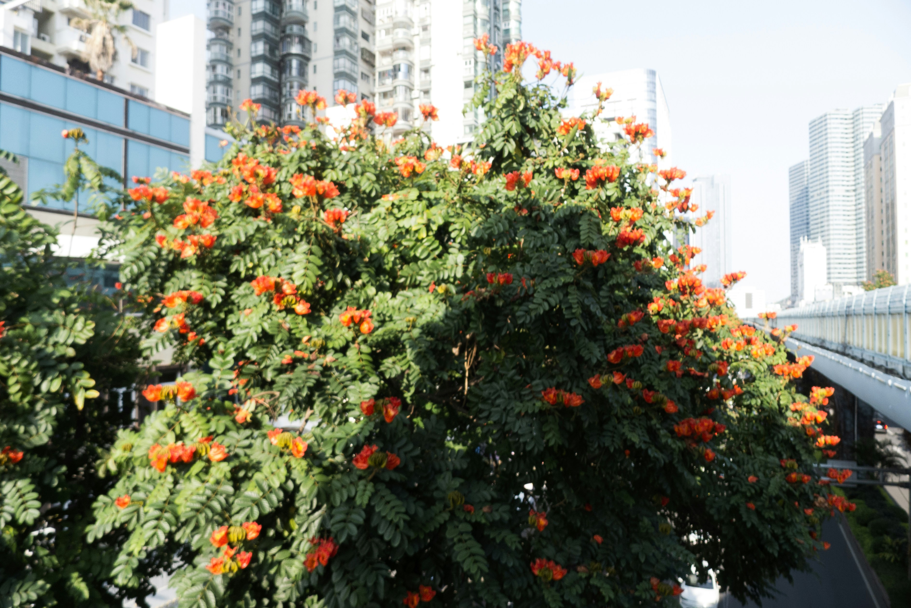 A vibrant tree with orange flowers in an urban setting