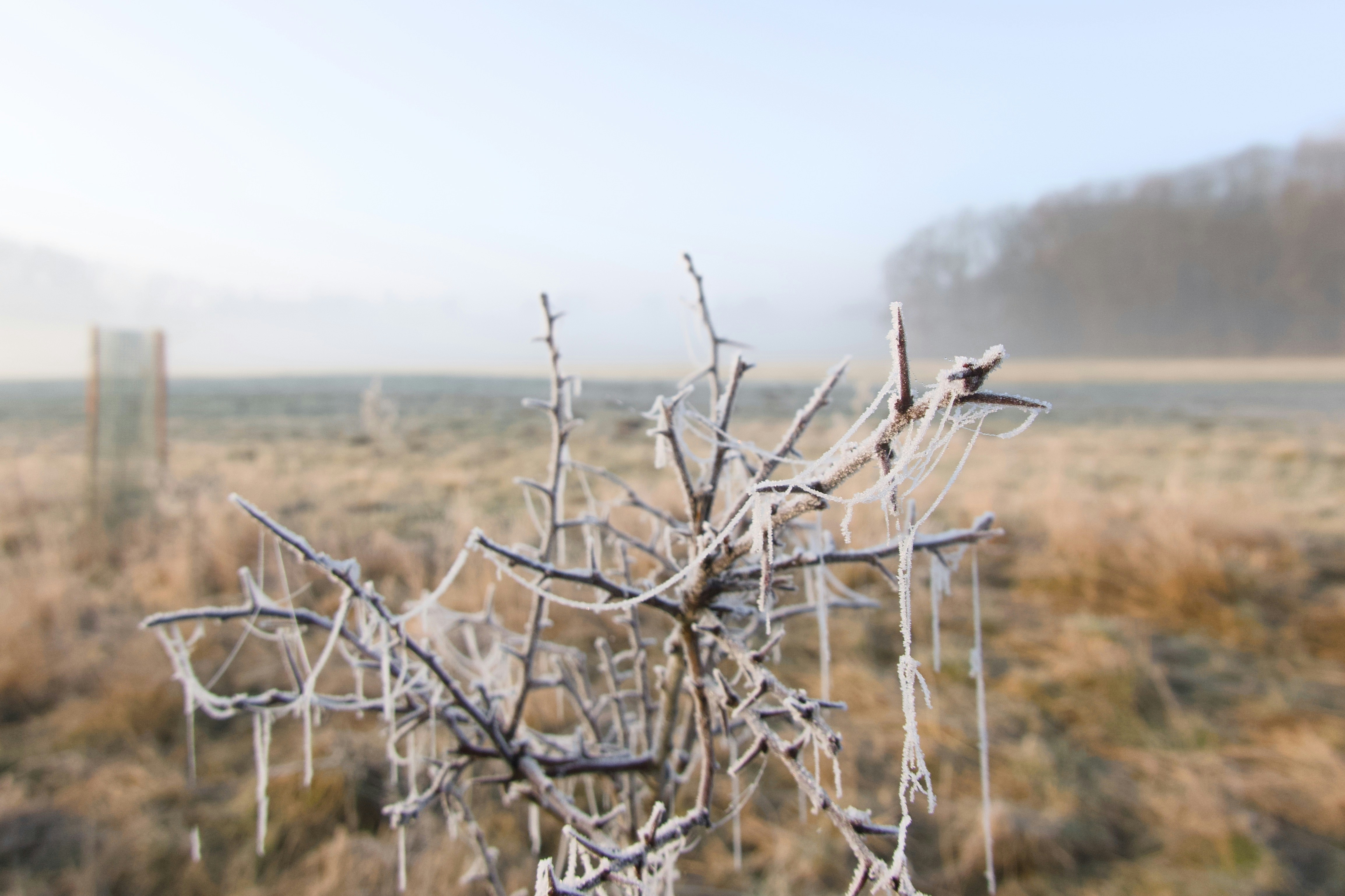 Frosted Vines in a Quiet Field at Dawn