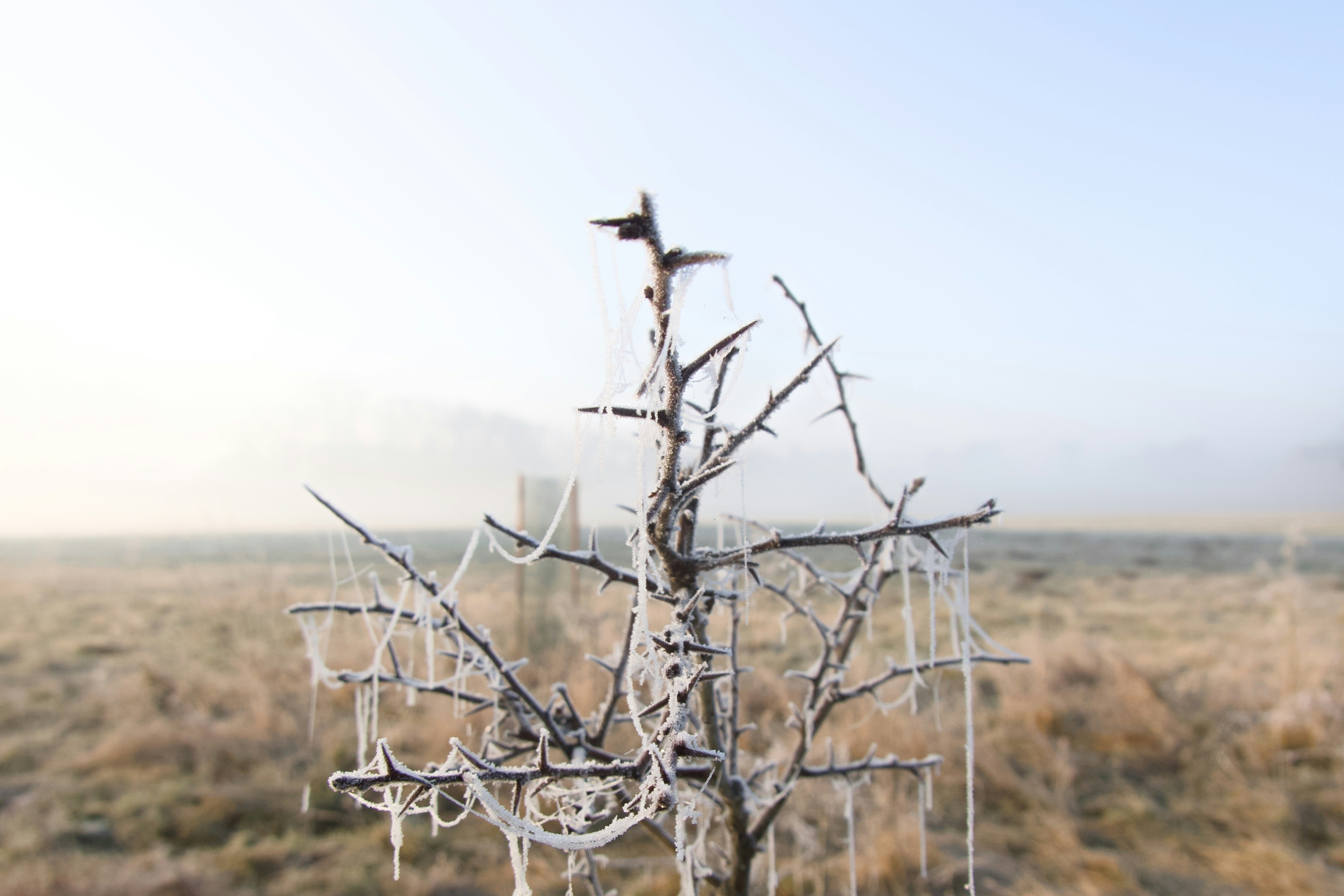 Frostbound Stem: Spiderweb Crystals on a Desert Bush