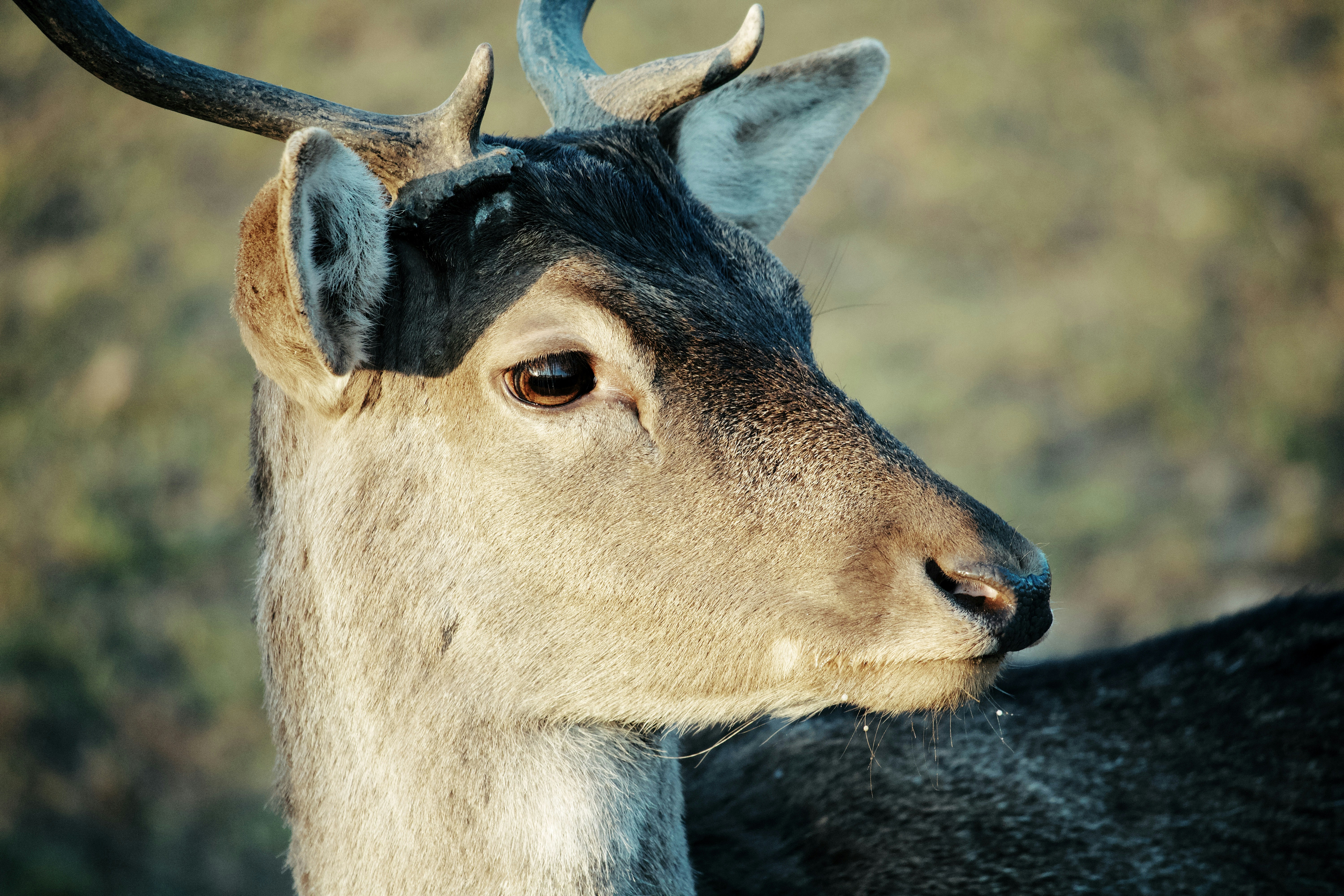Close-up of a graceful deer with antlered profile against a natural backdrop