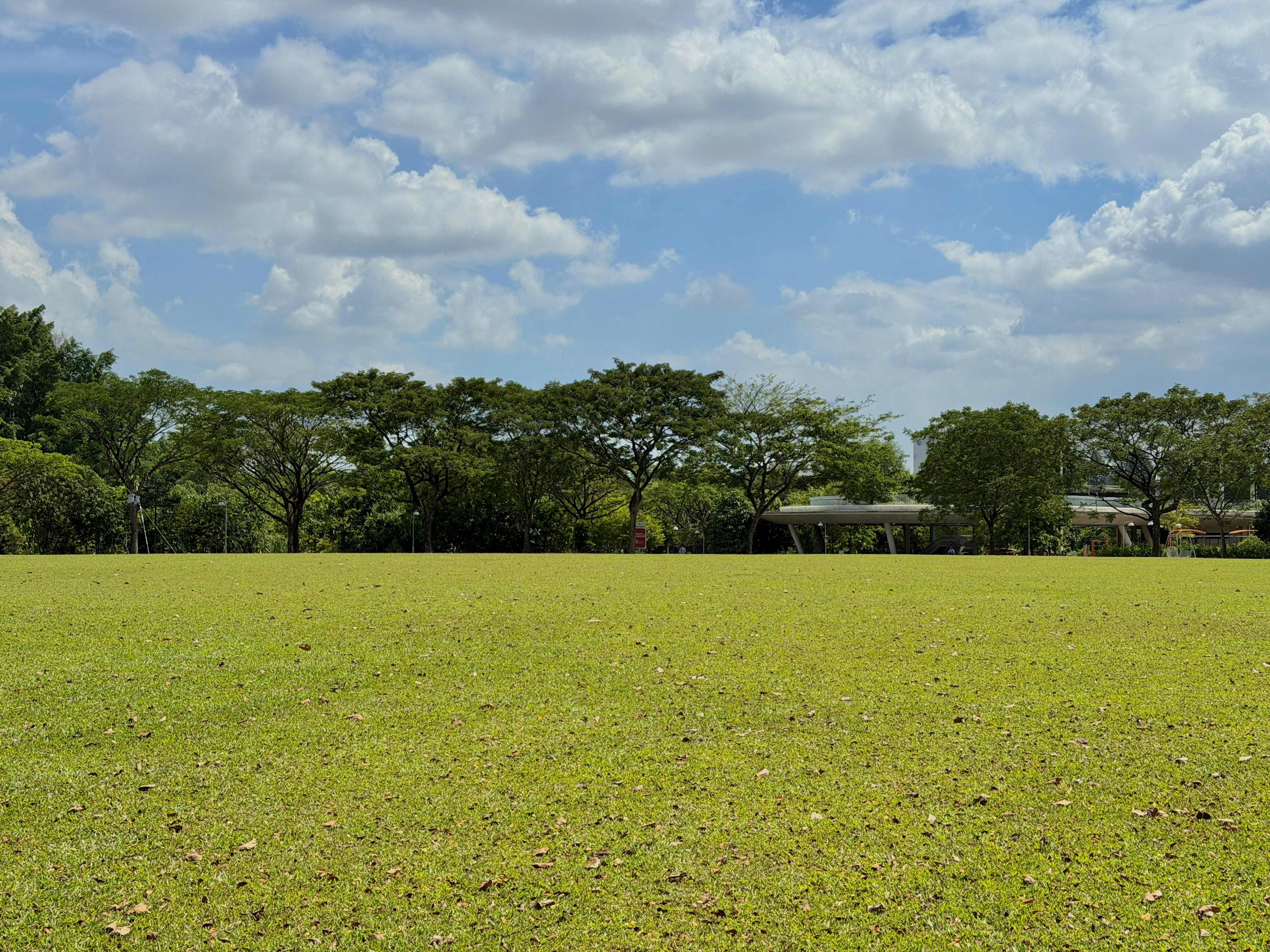 Sunlit Park Vista with a Low-lying Meadow and Tree Line