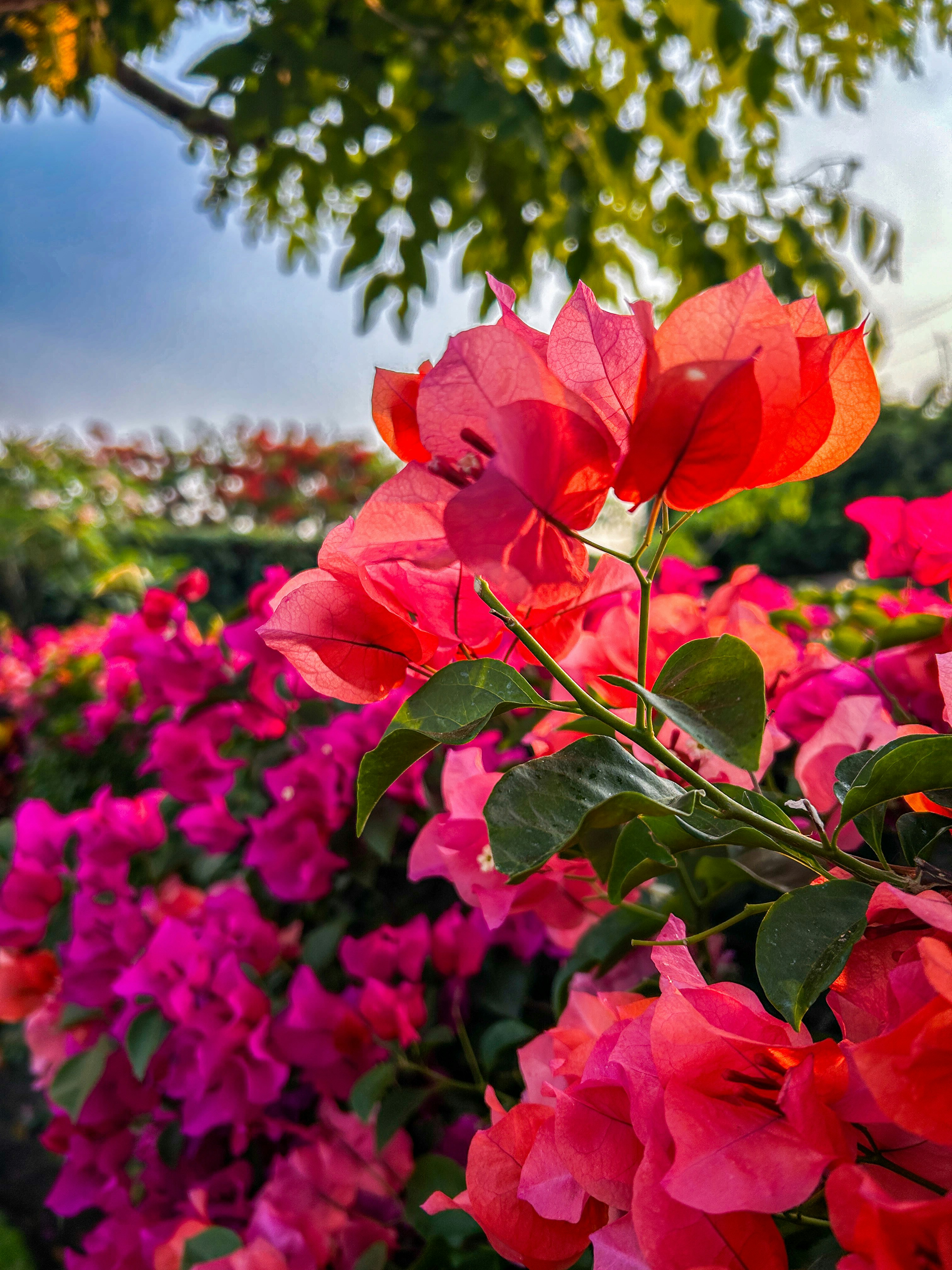 Vivid Bougainvillea Burst: Crimson Petals in Afternoon Light