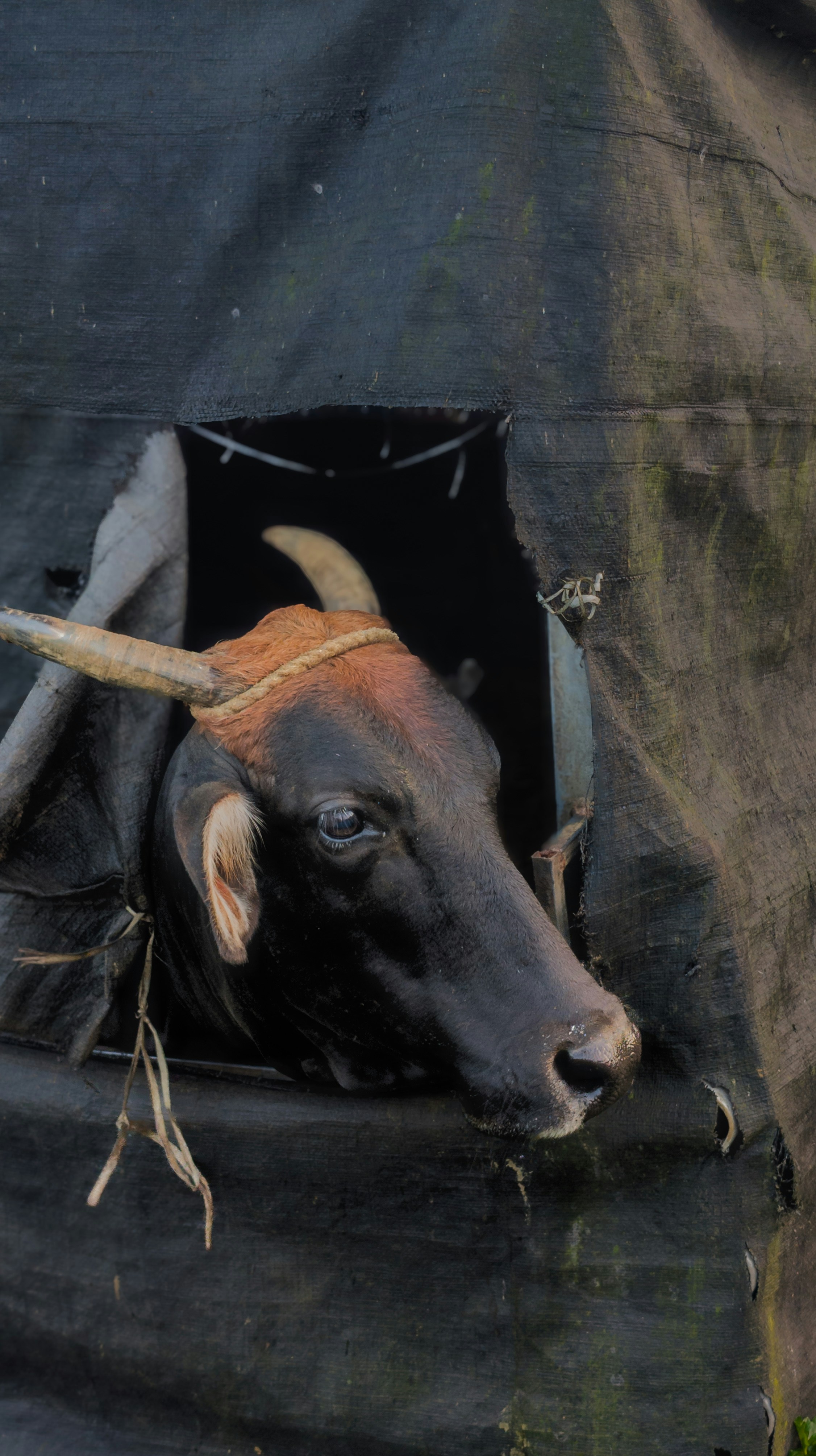 Curious Horned Observer Peeking from a Tarp Tunnel