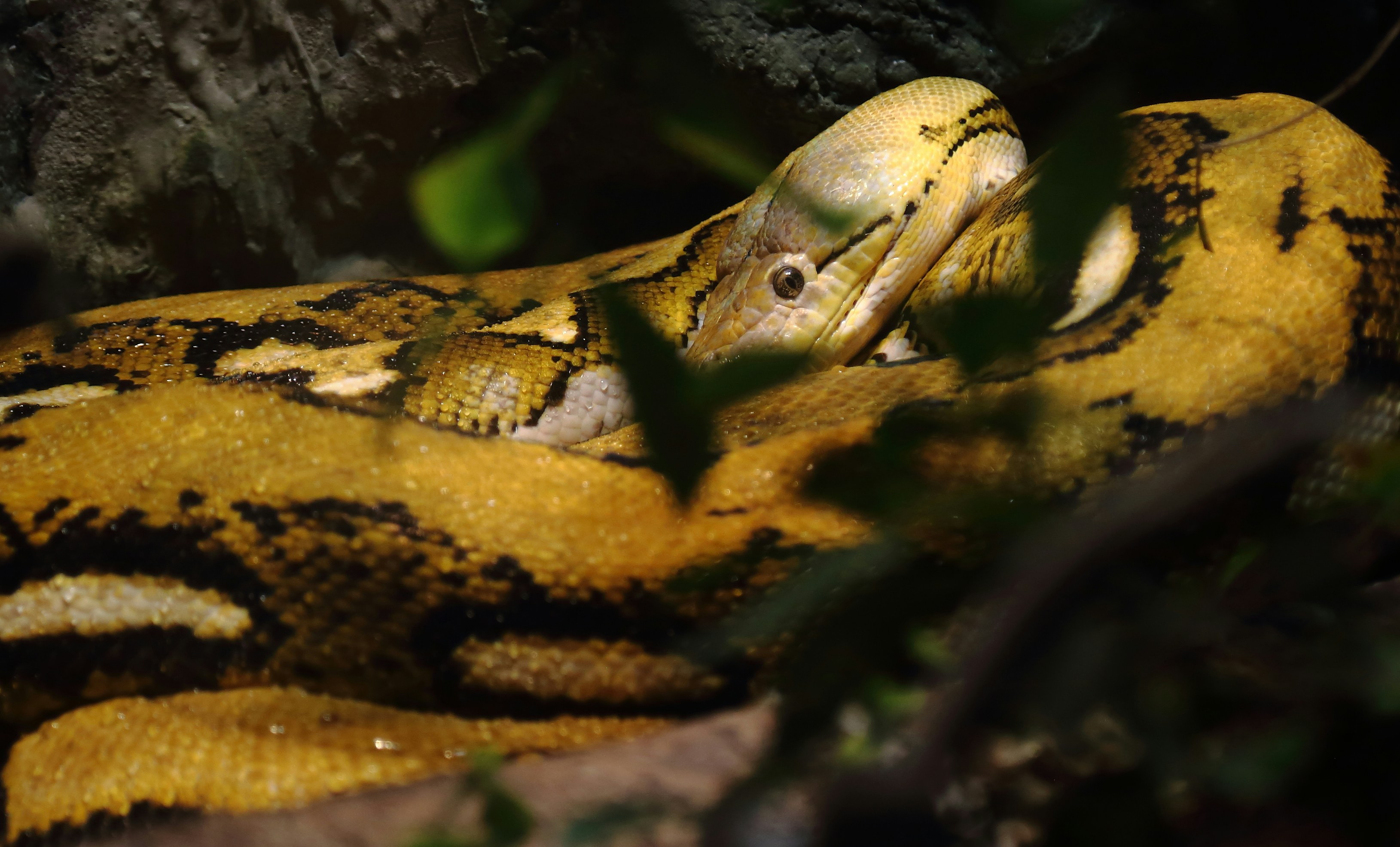 Hidden King of the Foliage: A Golden Python Poised amid Shadows