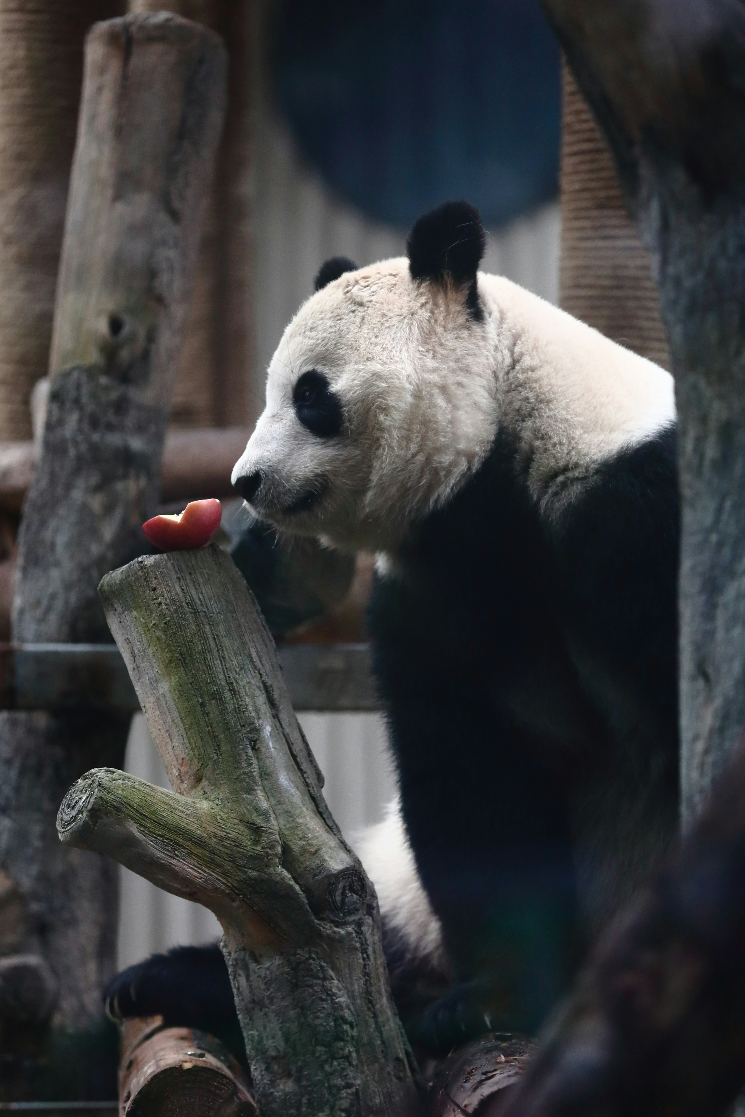 Panda at the Edge: A Gentle Snack Between Logs