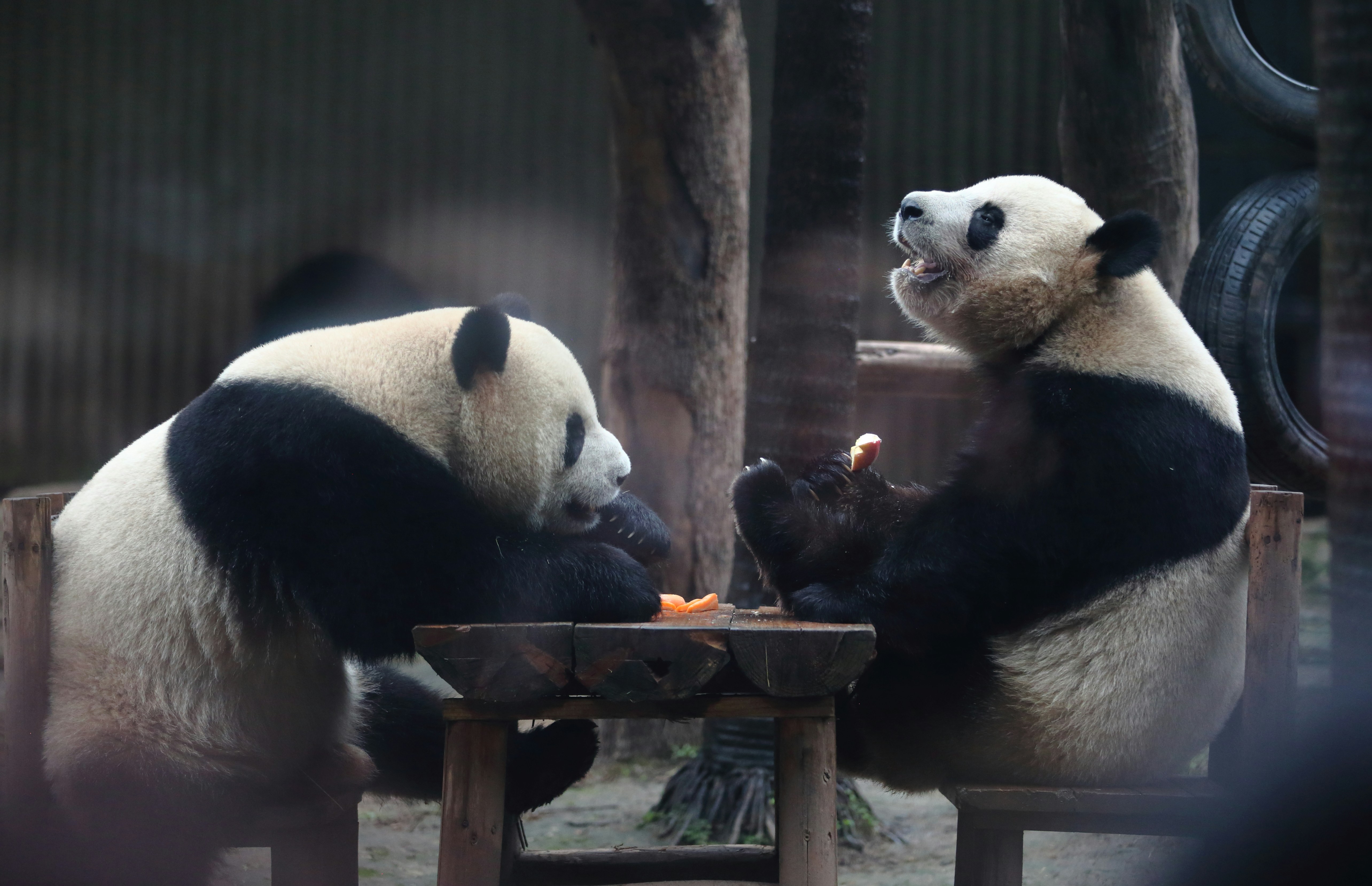 Panda Pair Shared Moment Over a Simple Snack