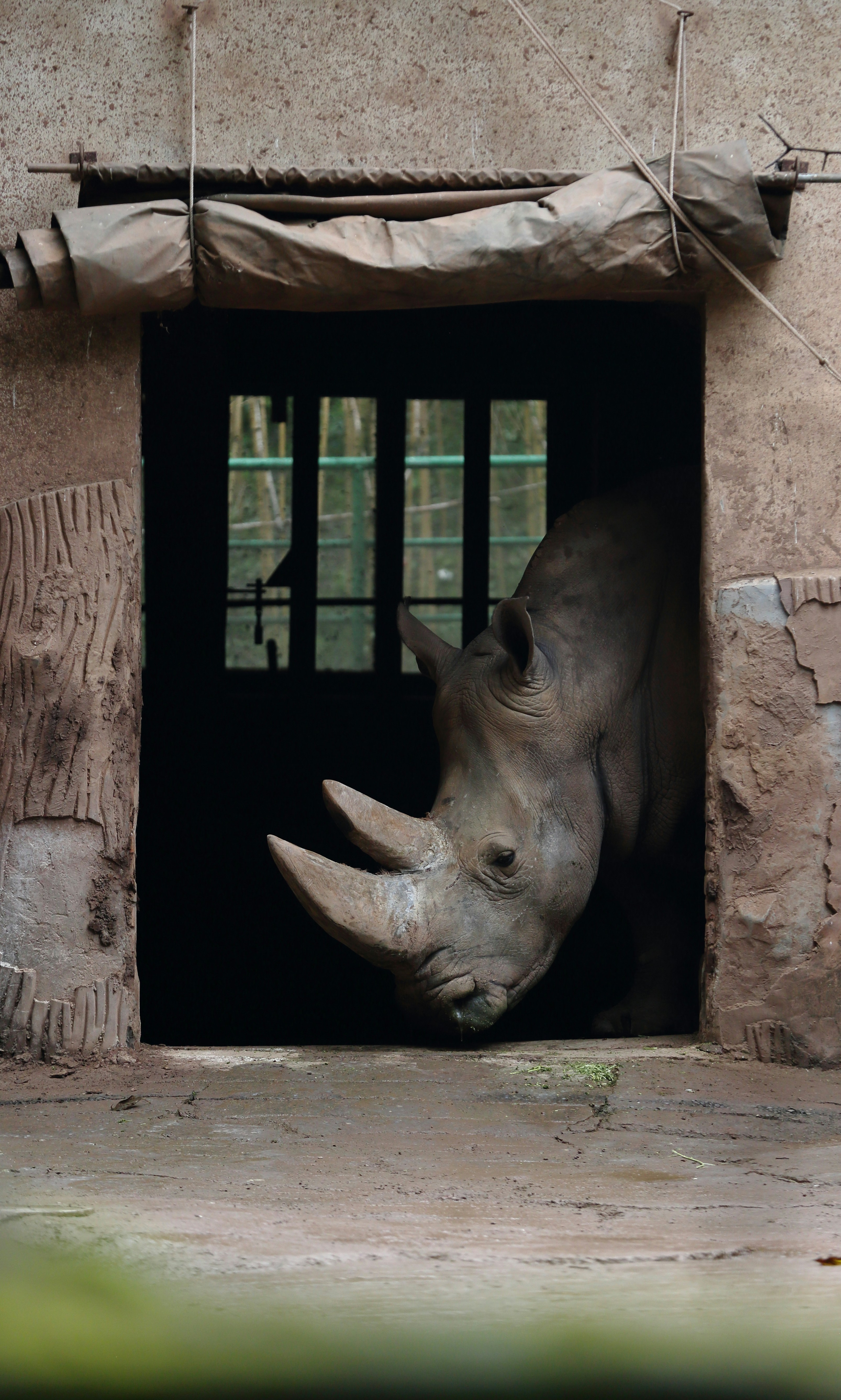 A Rhino Pecks her Quiet Gate to the Morning Yard