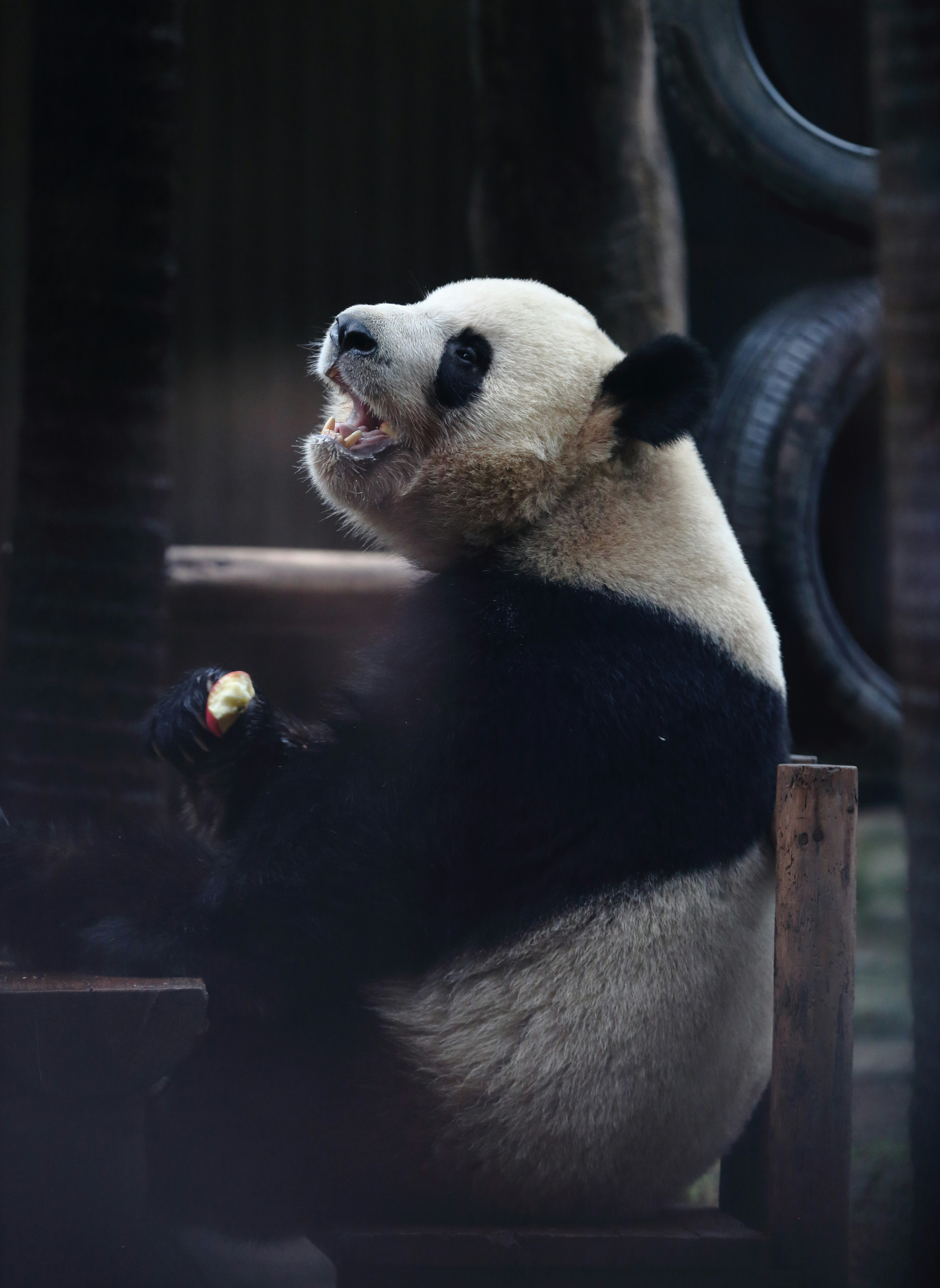 Panda in a Quiet Enclosure: A Moment of Snack and Expression