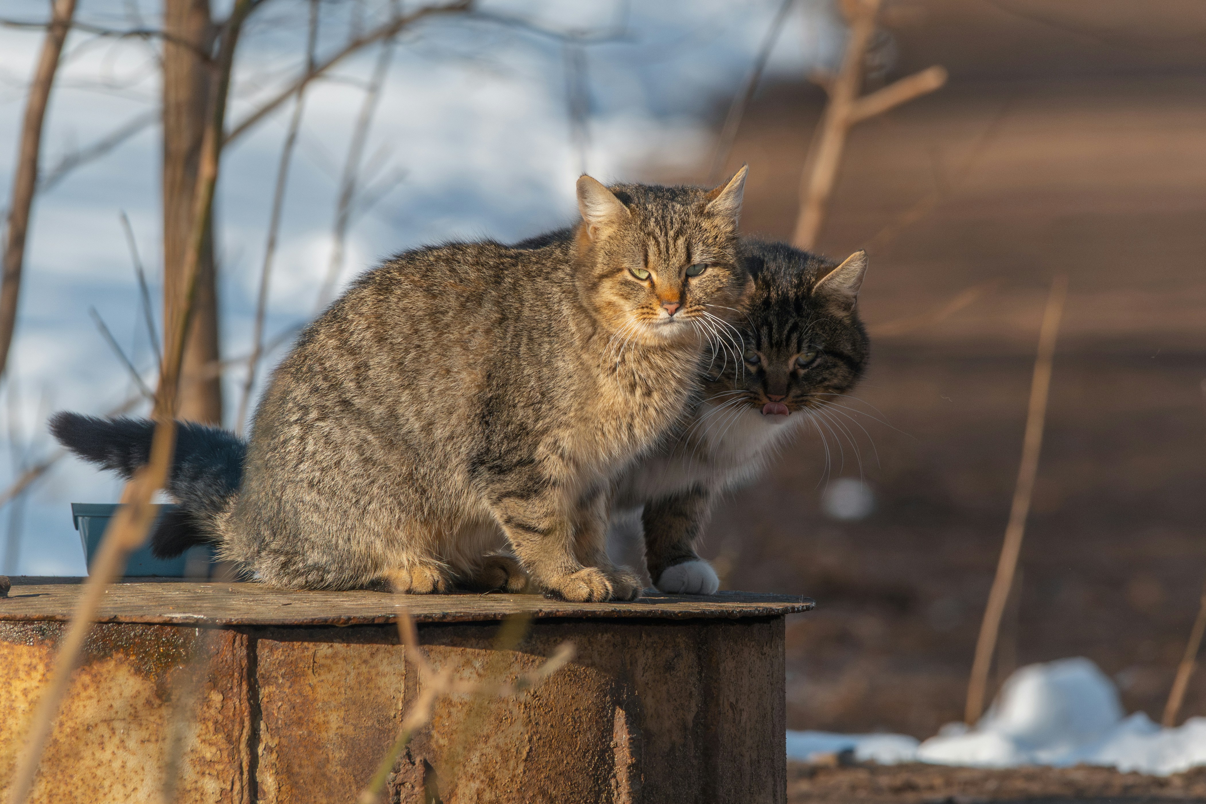 Two-Sided Gaze on a Rustic Perch