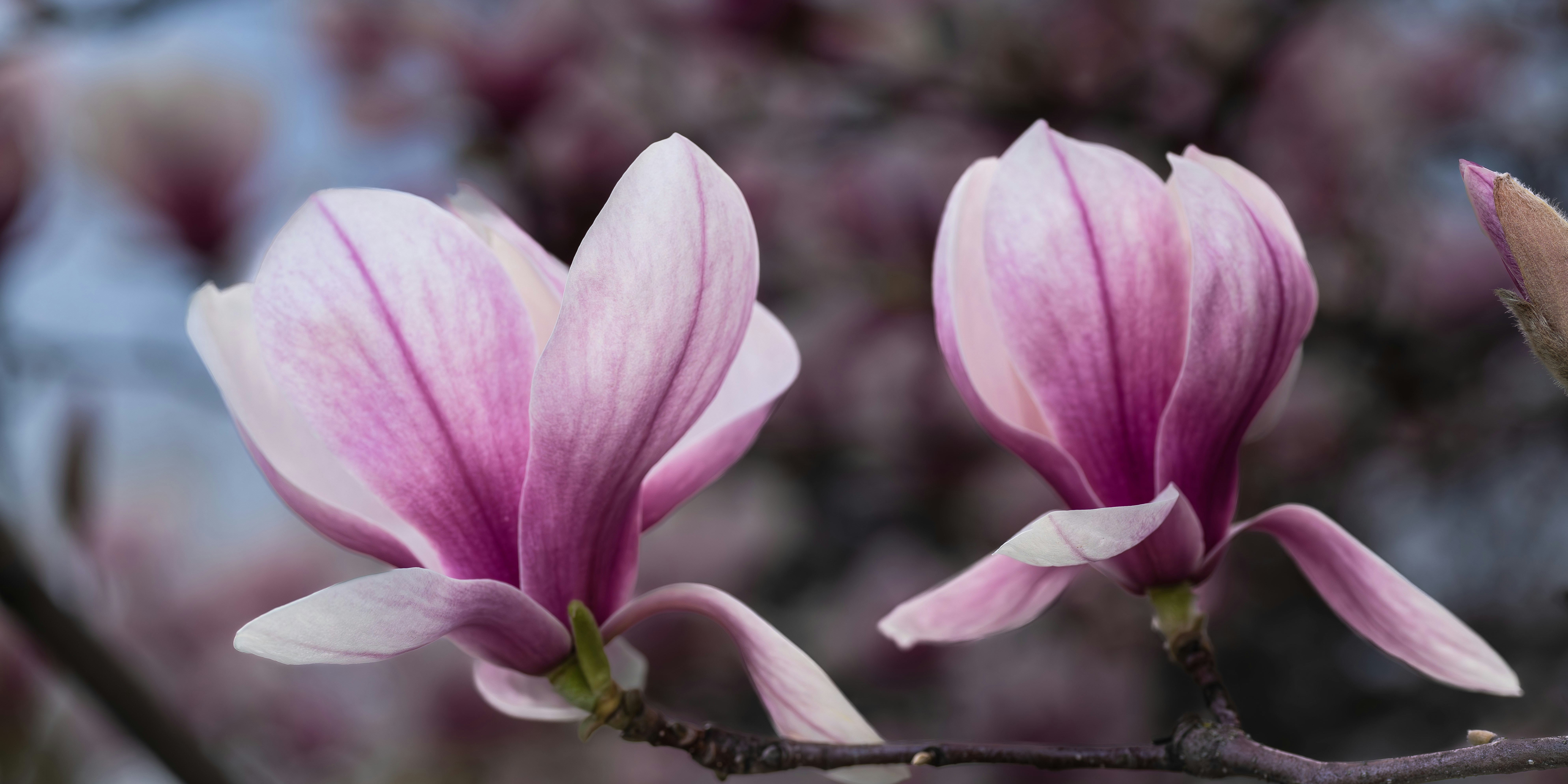 Petals in Focus: A Pair of Pink Magnolias in Soft Blur