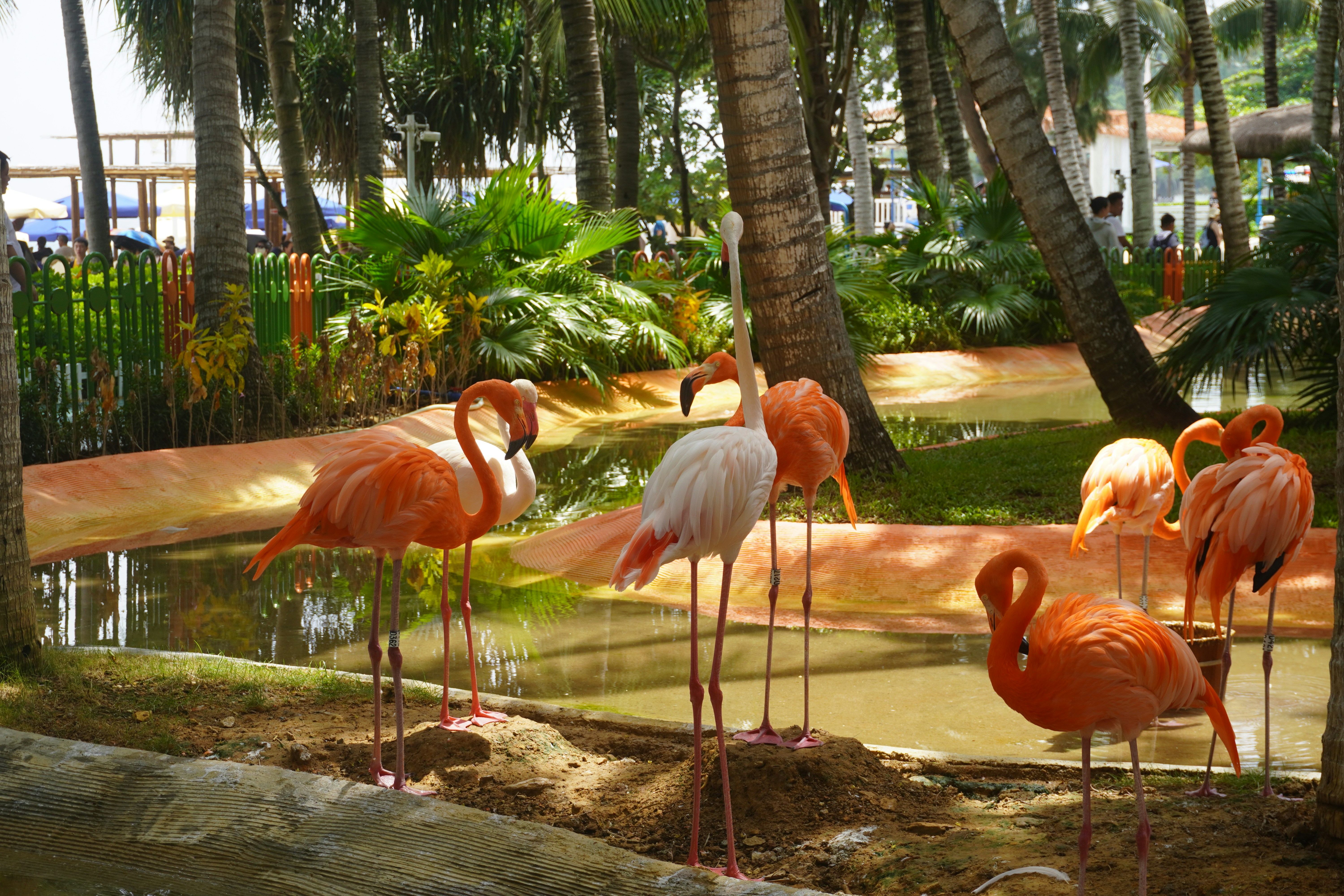 Flamingo Circle by the Pond