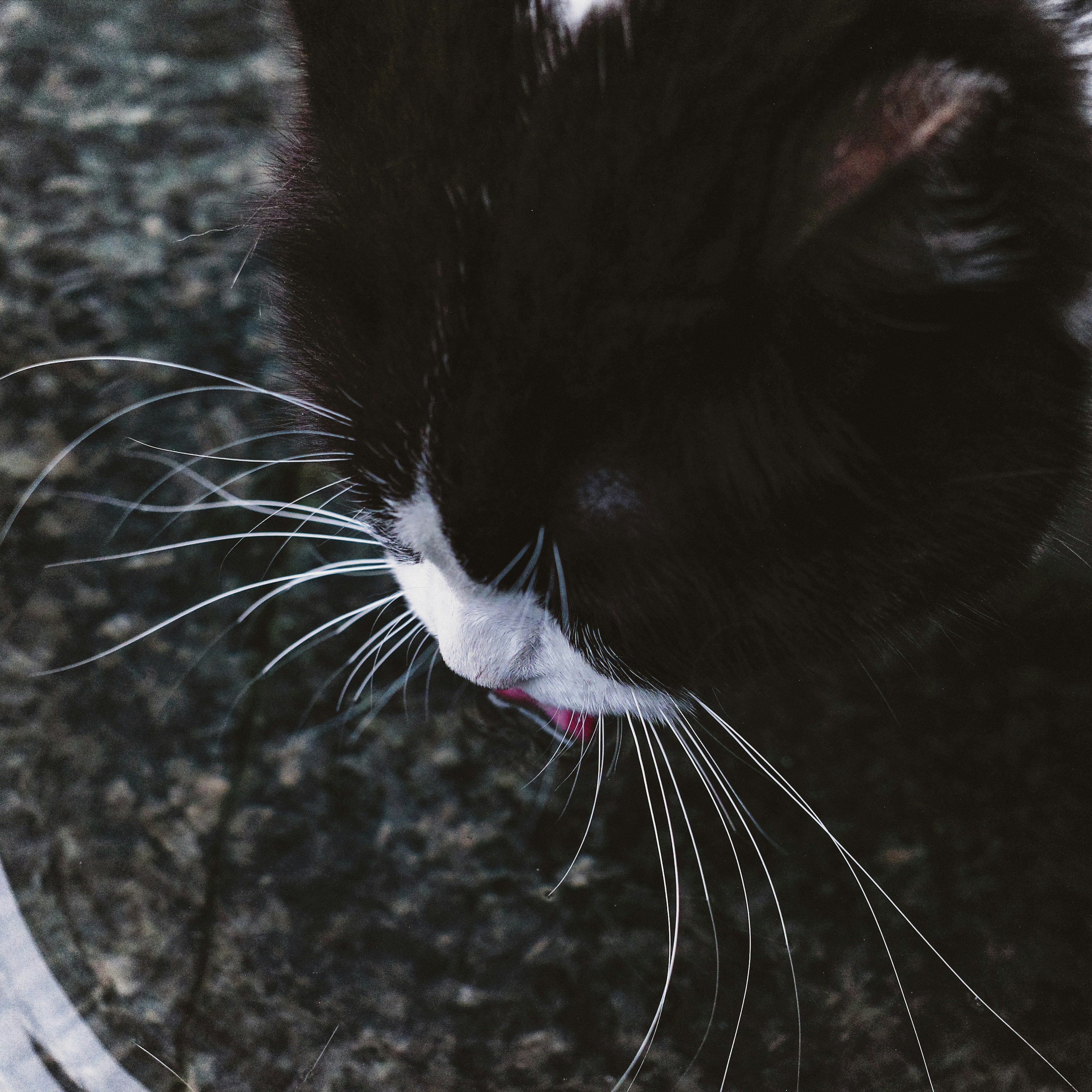 Close-cropped Portrait of a Black-and-White Cat Licking Its Whiskers