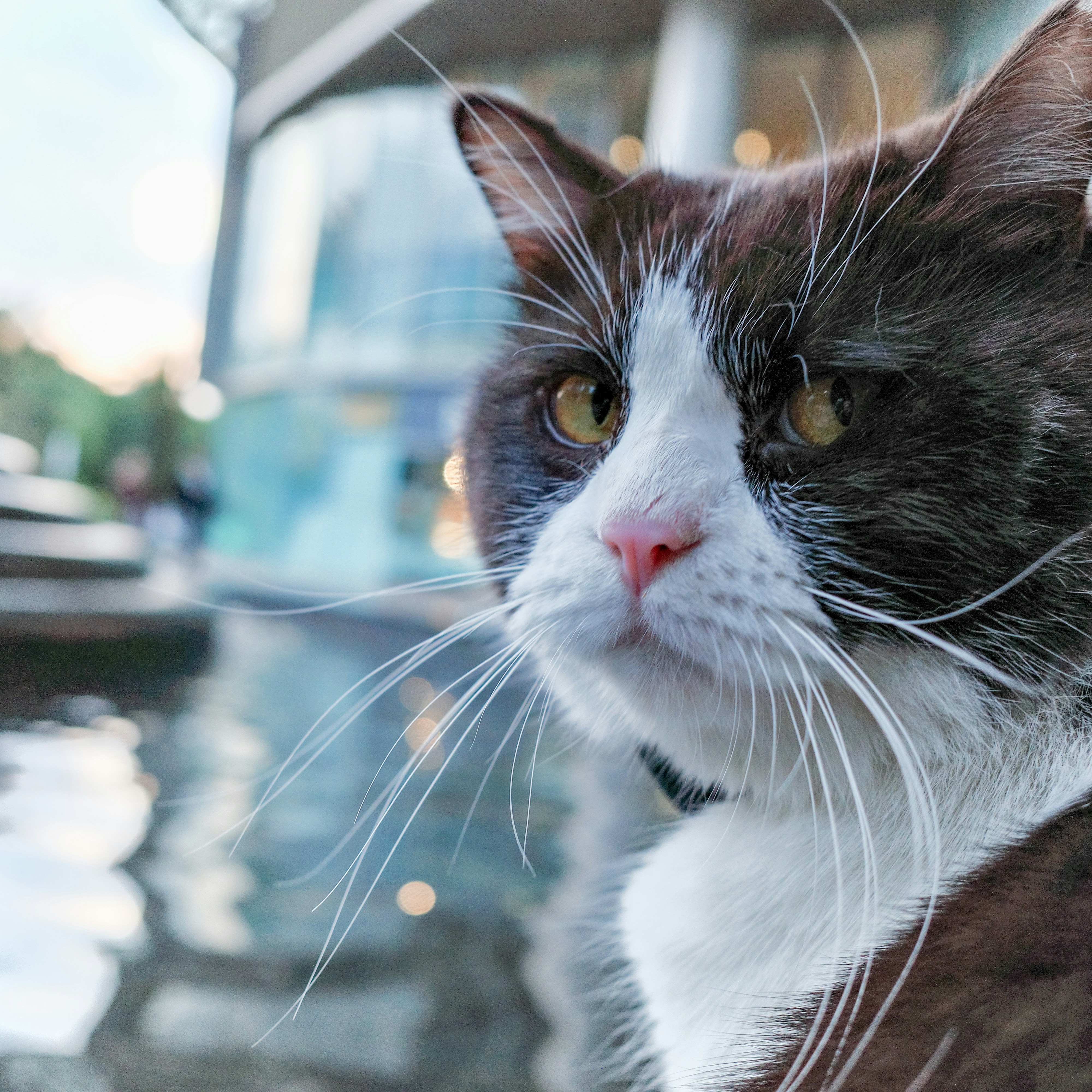 Curious Gaze by the Urban Fountain