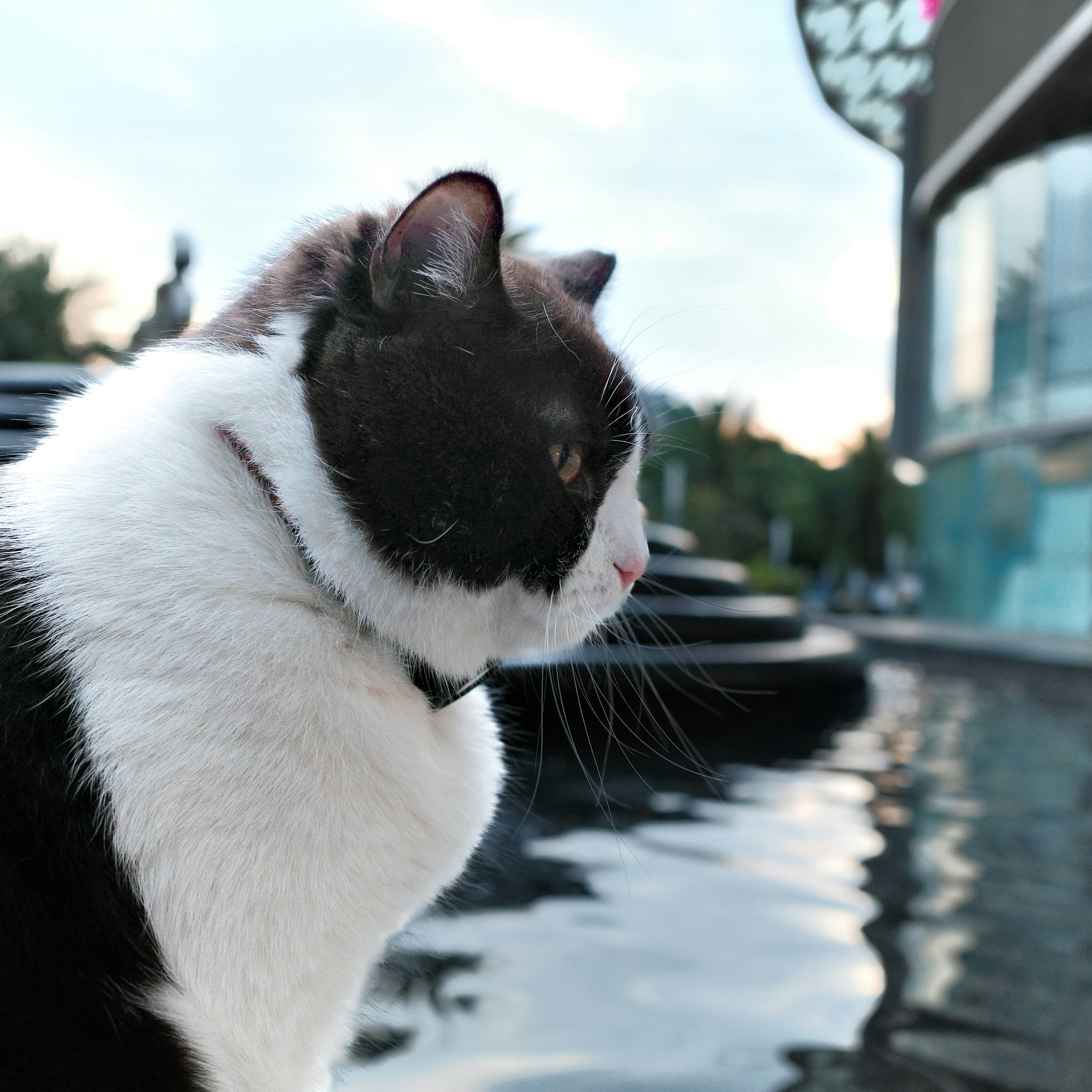 Profile of a contemplative cat by a reflective fountain