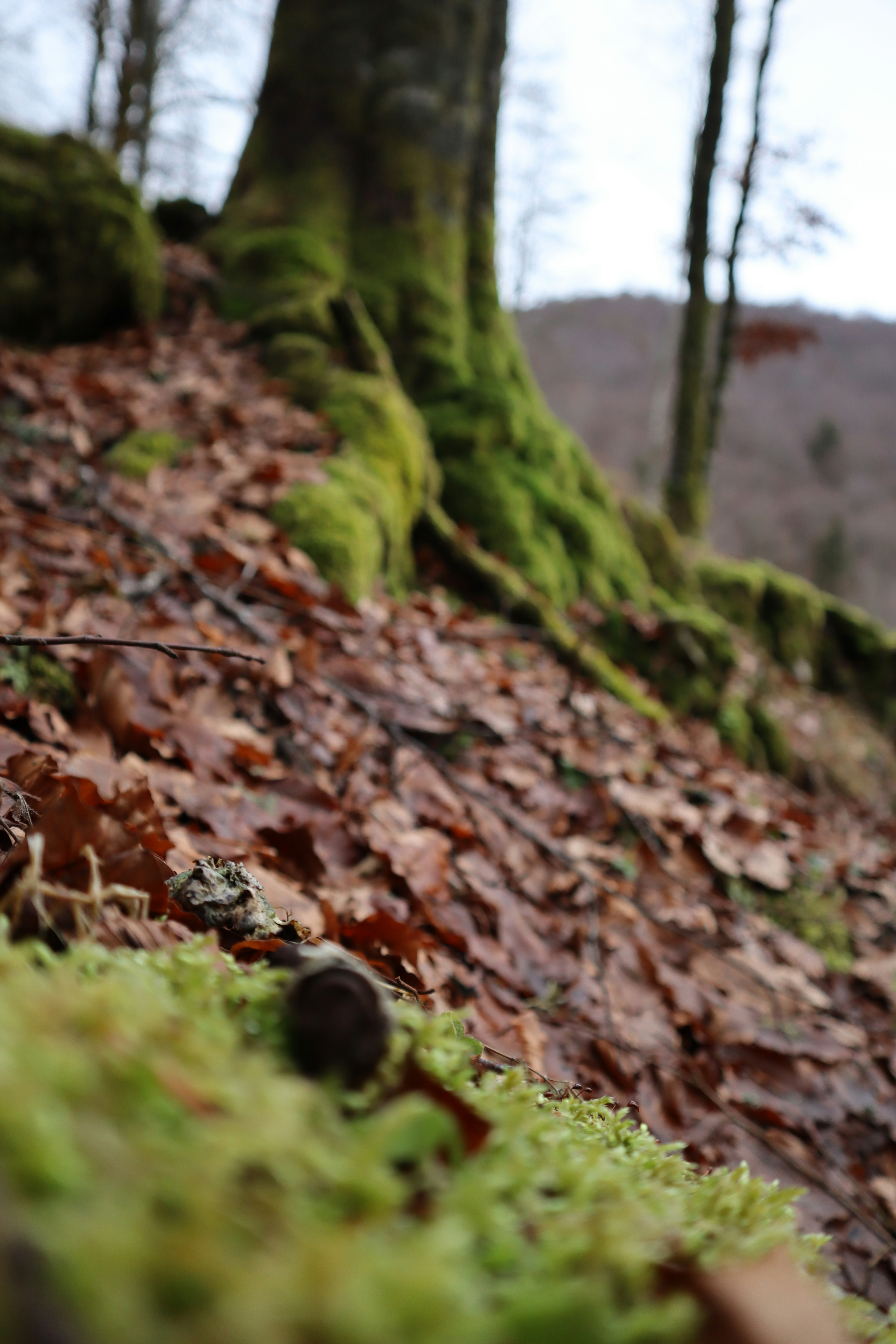 Mossy Trunk Edge: Forest Floor with Fallen Leaves