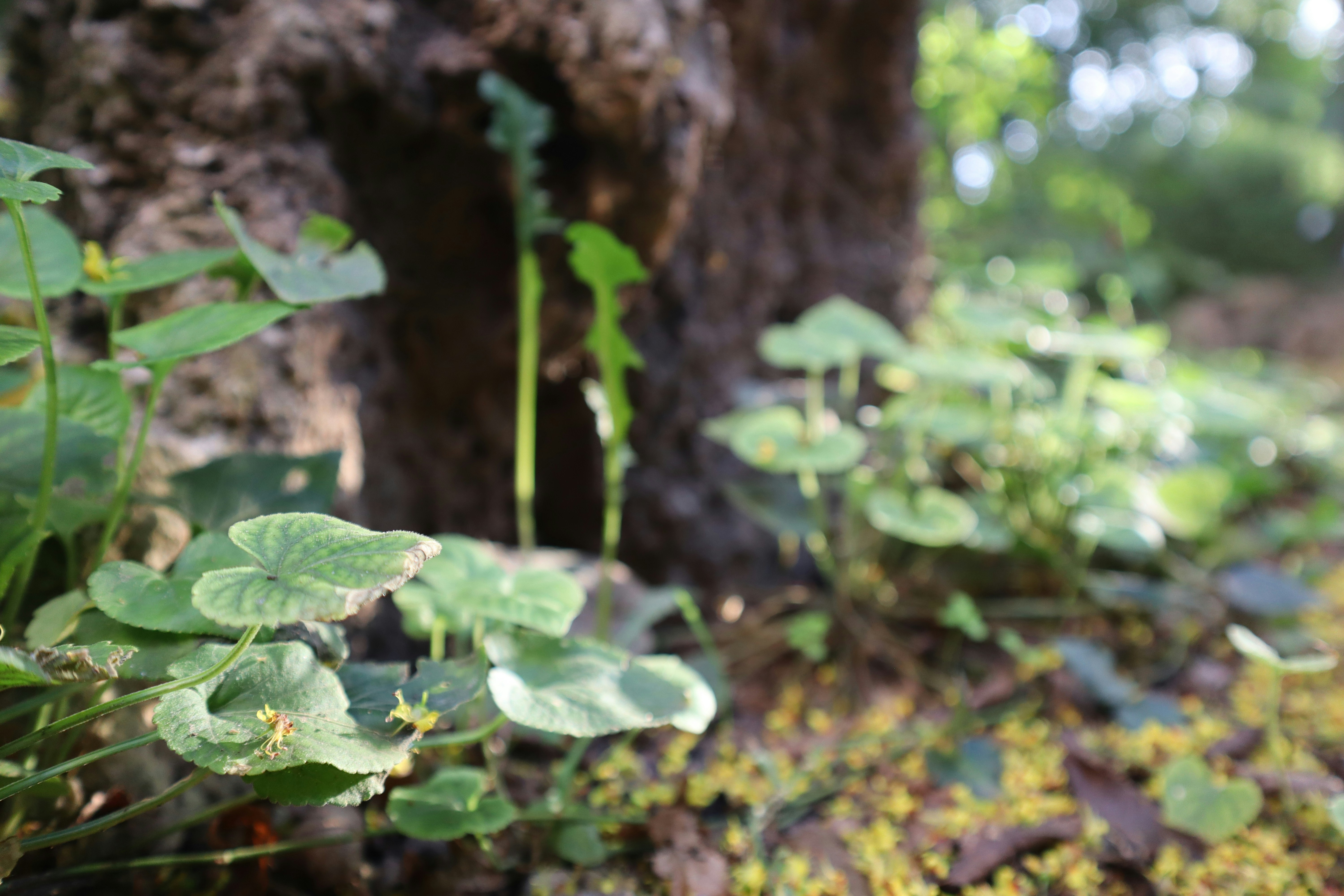 Emerald Groundcover at the Roots of an Ancient Trunk