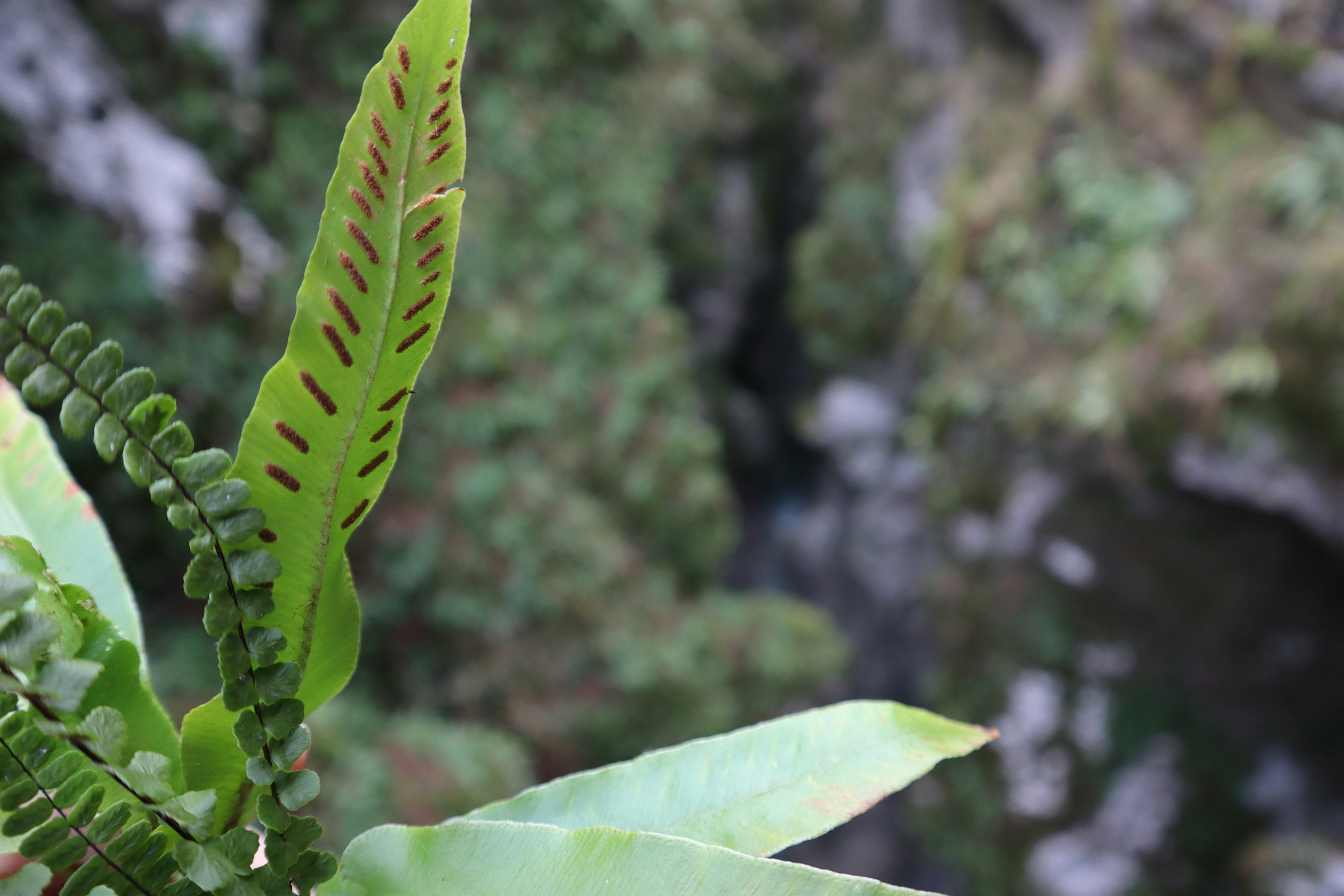 Verdant Fringes: Close-Up of Fern Fronds Against a Mossy Quiet