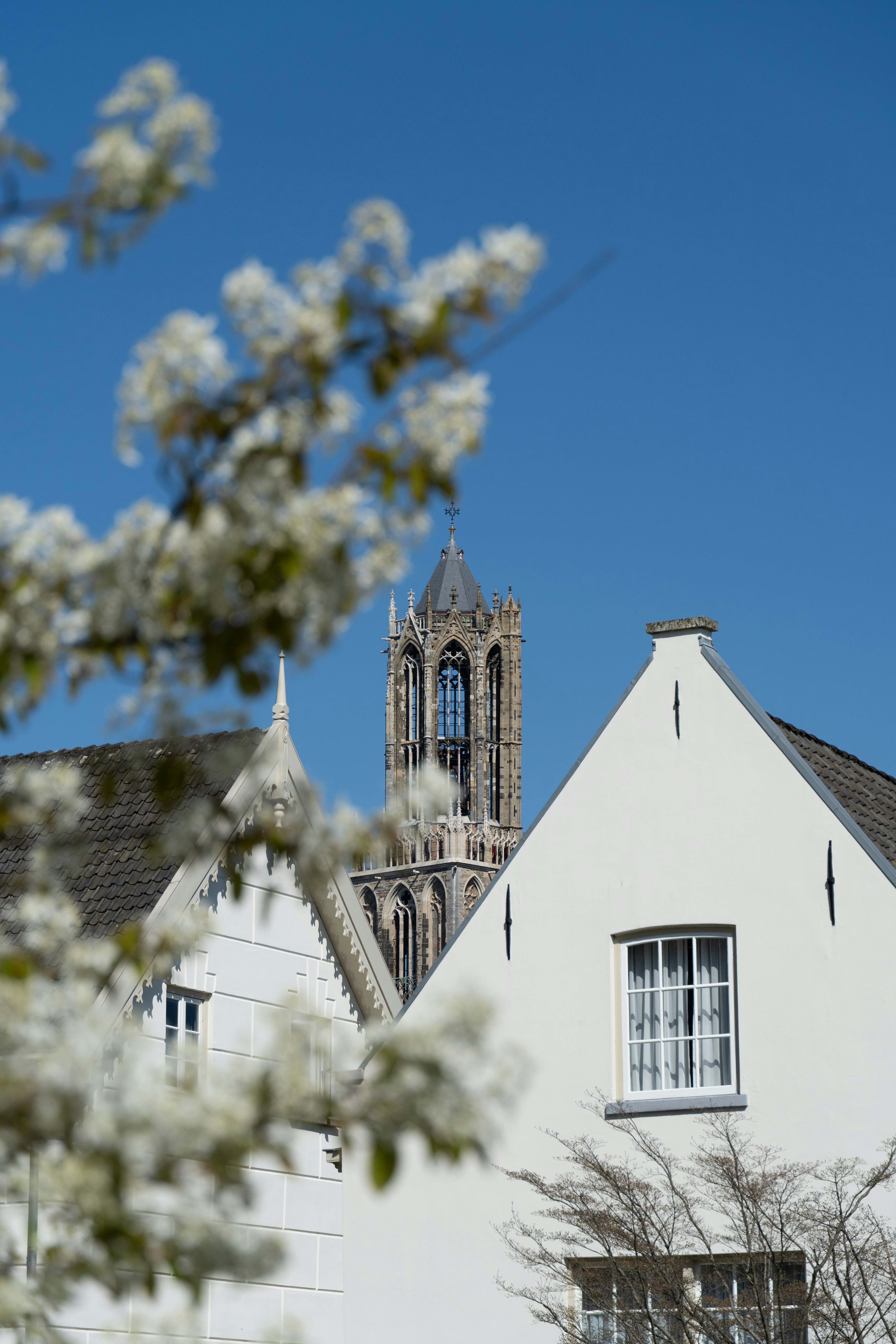 Bell Tower in Bloom: White Facades Frame a Gothic Spire