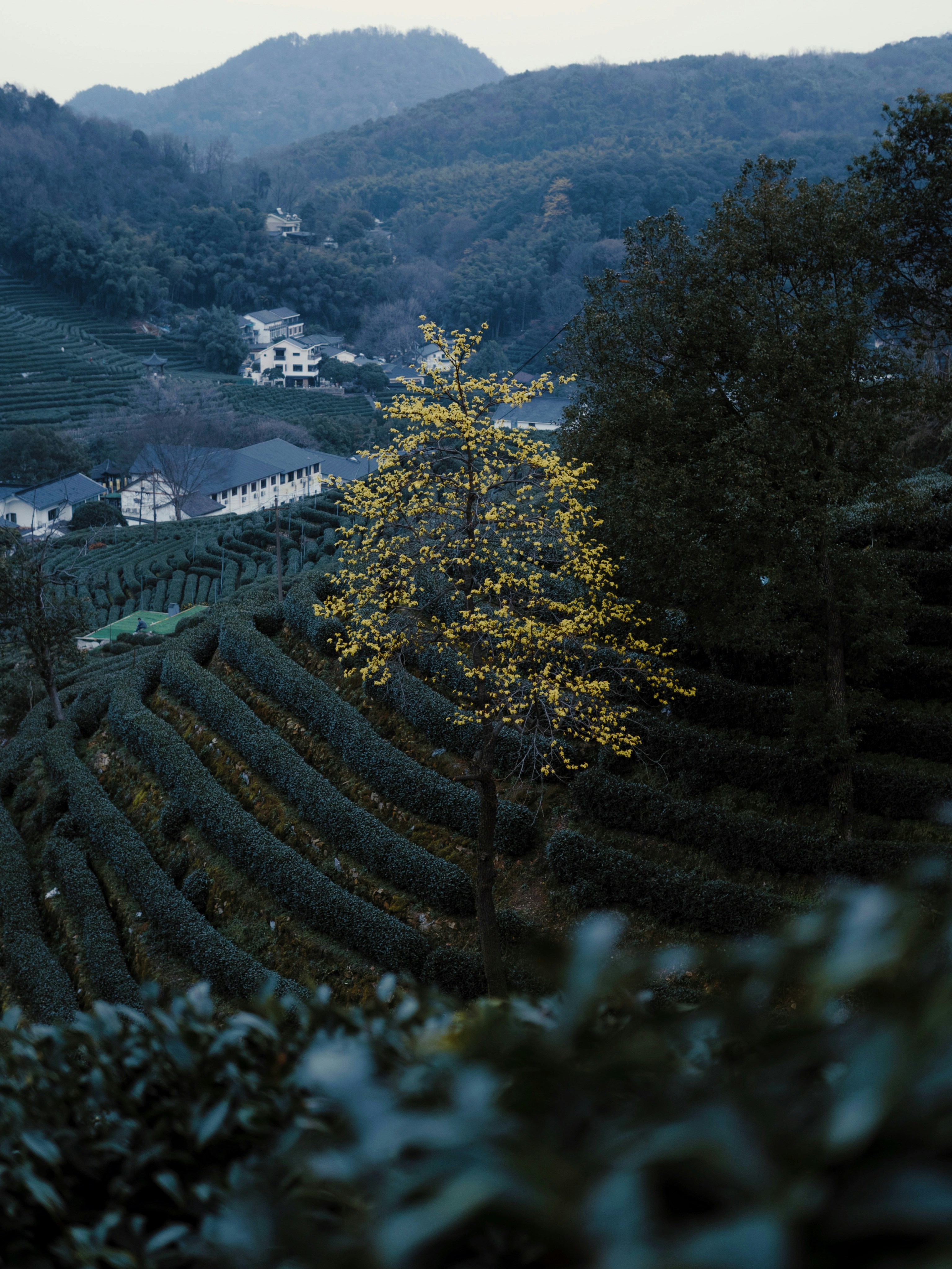 Golden-leaved Tree Rising Among Terraced Tea Fields