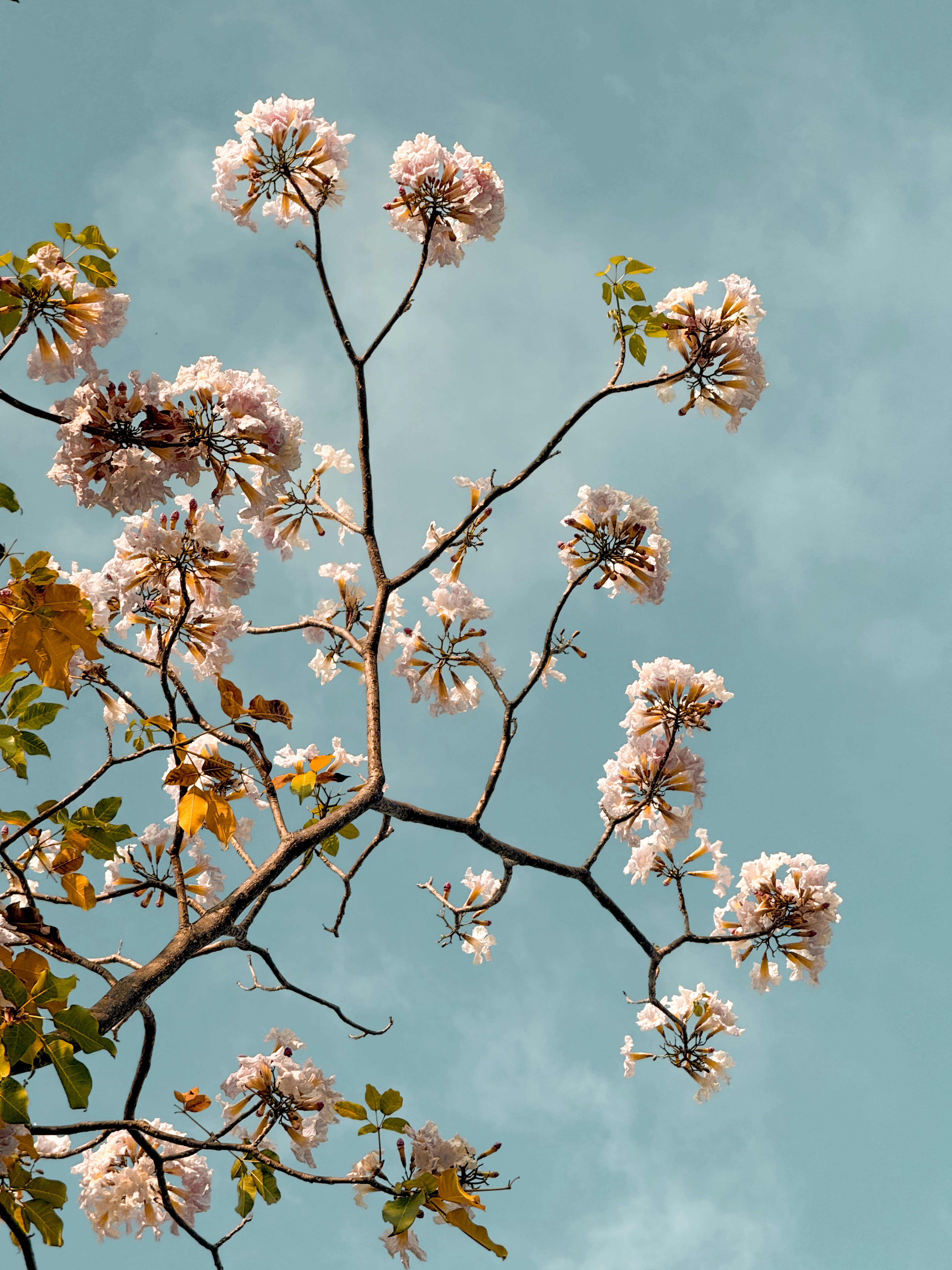 Branching Blossom Crown Against a Sky-Blue Canvas