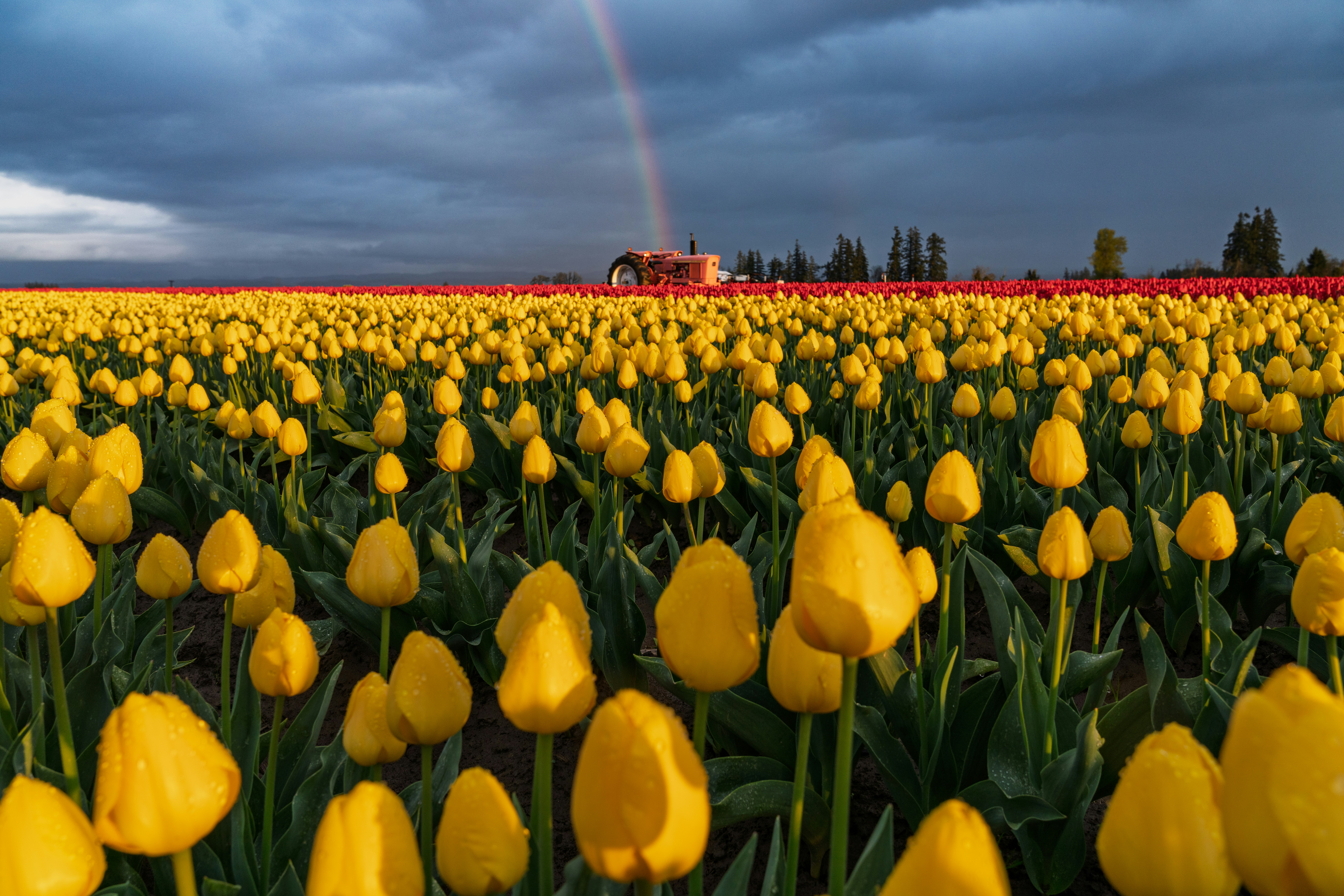 Rows of Golden Tulips Under a Rainbow Sky with a Red Tractor Silhouette