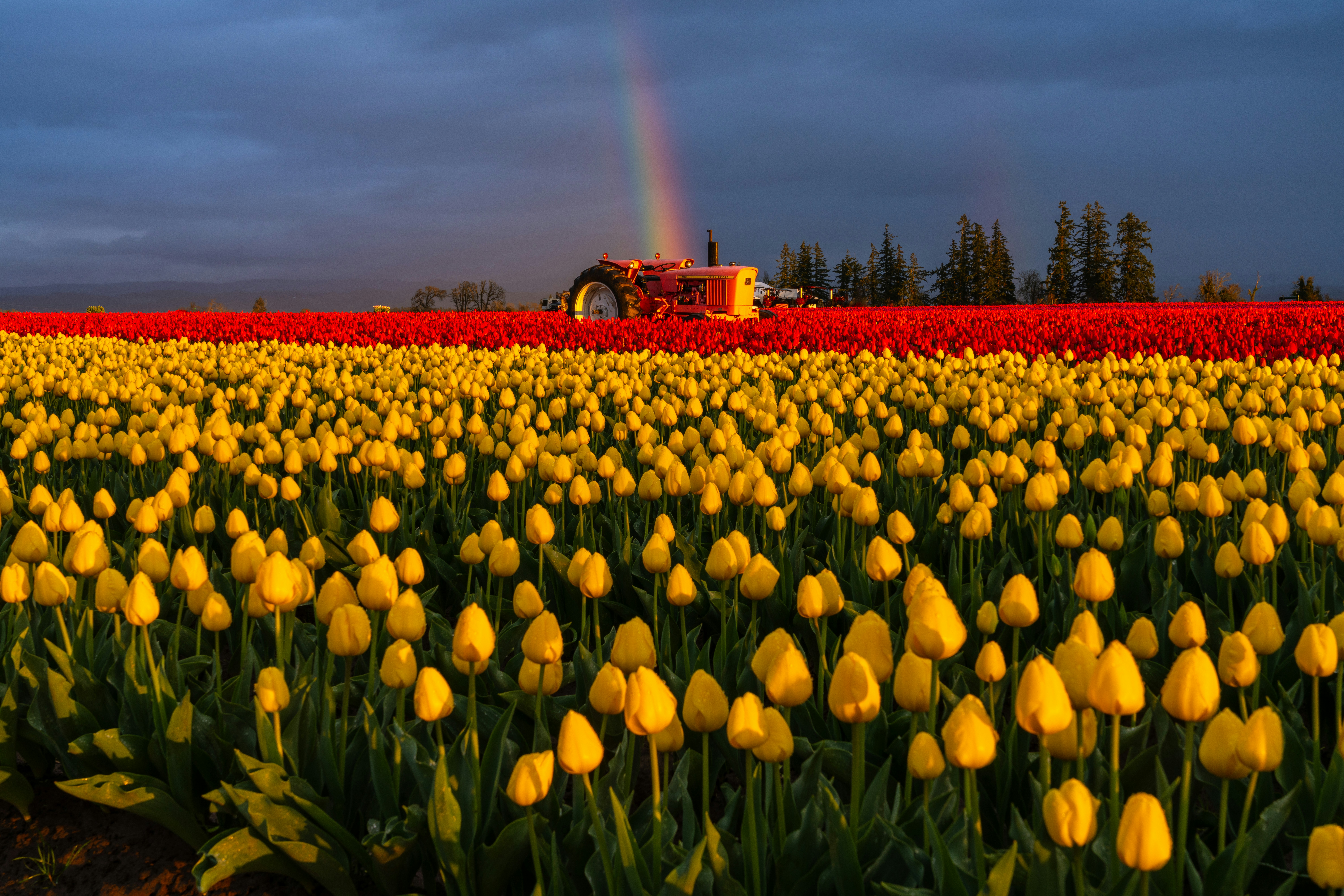 Rainbow over a Tractor in a Tulip Sea