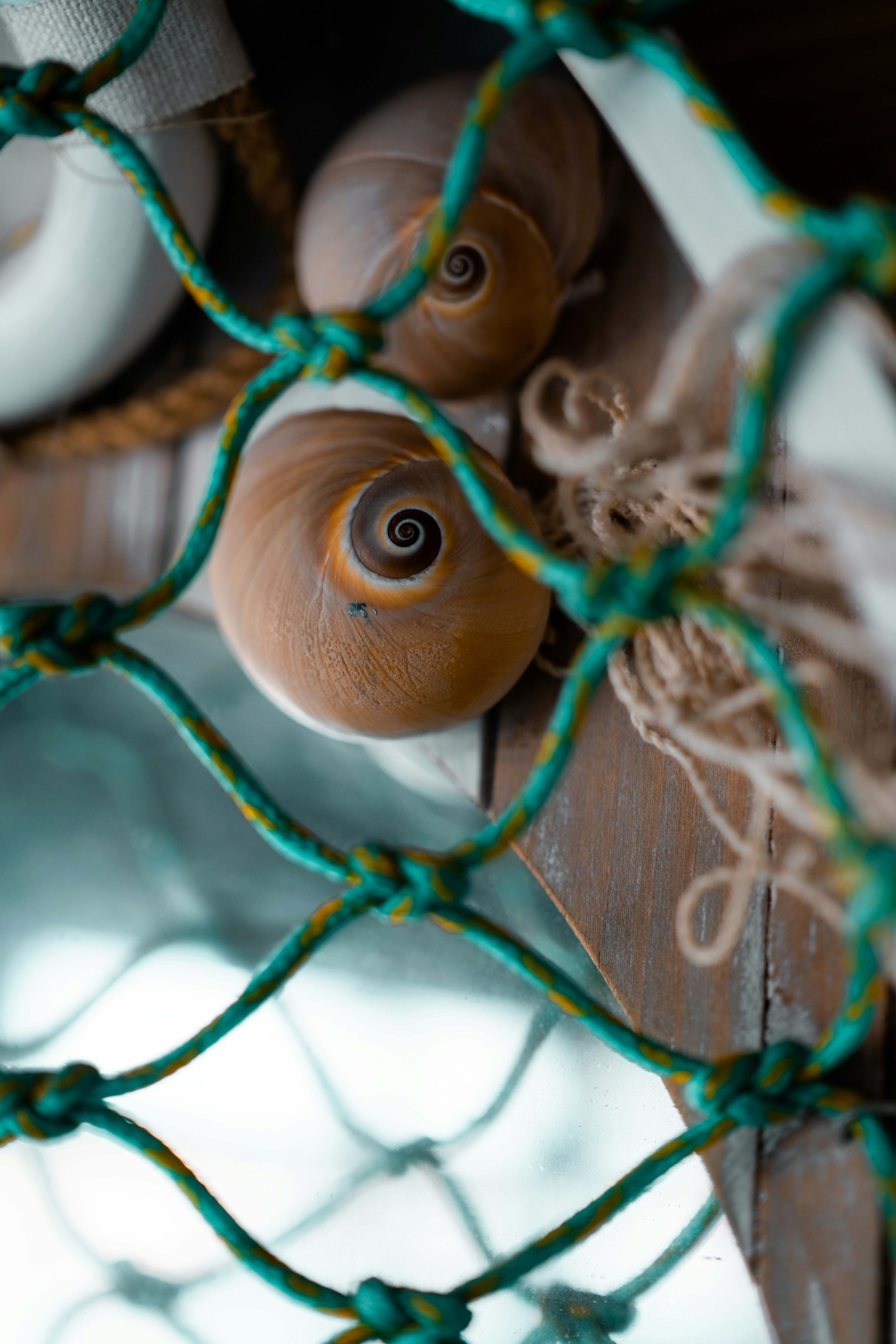 Spiral Snails Behind a Green Mesh