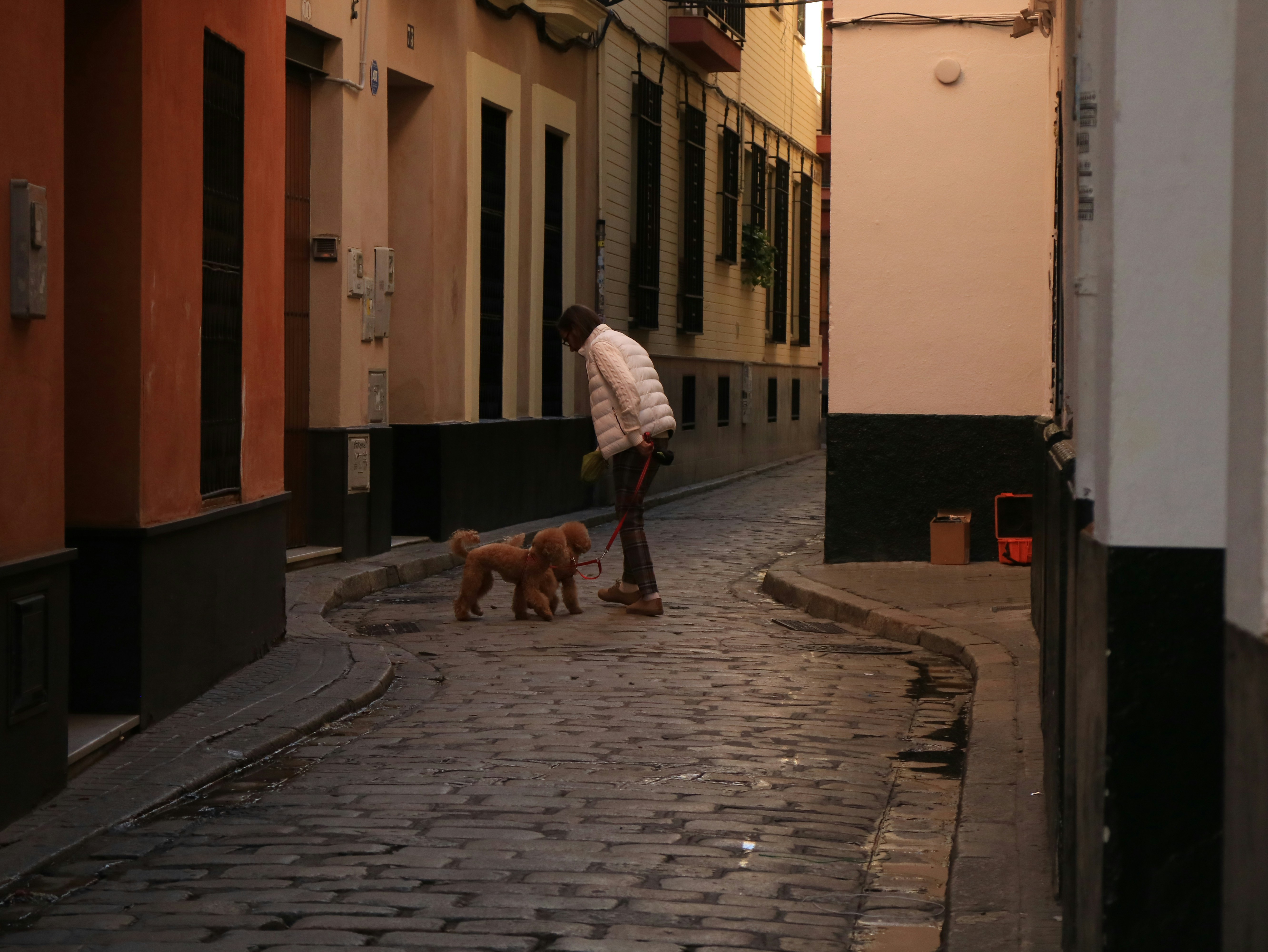 Man with two dogs on a cobblestone street