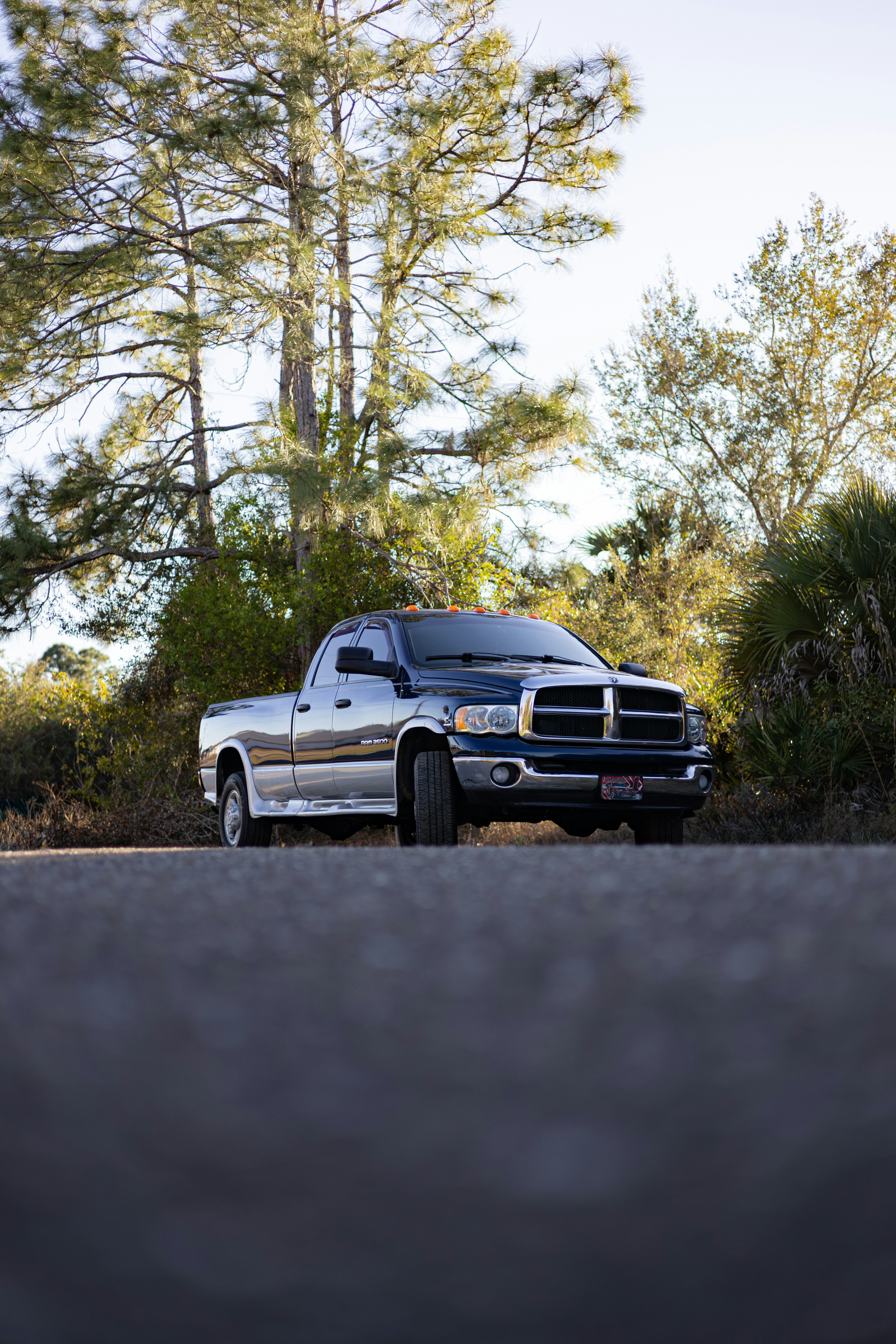 Midday Standstill: a chrome pickup amid sunlit pines
