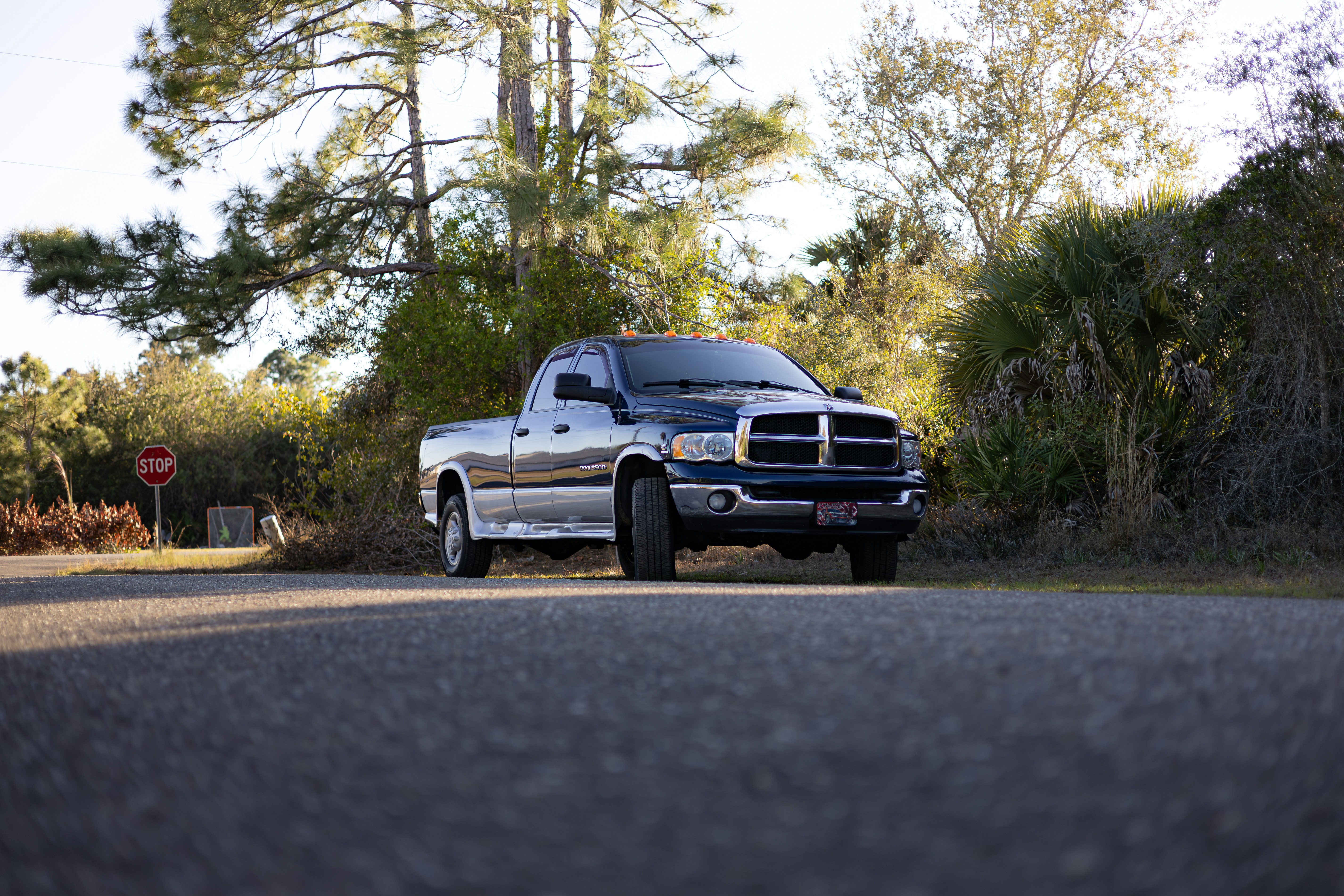 Silver Pickup Anchored by a Quiet Roadside Oaks