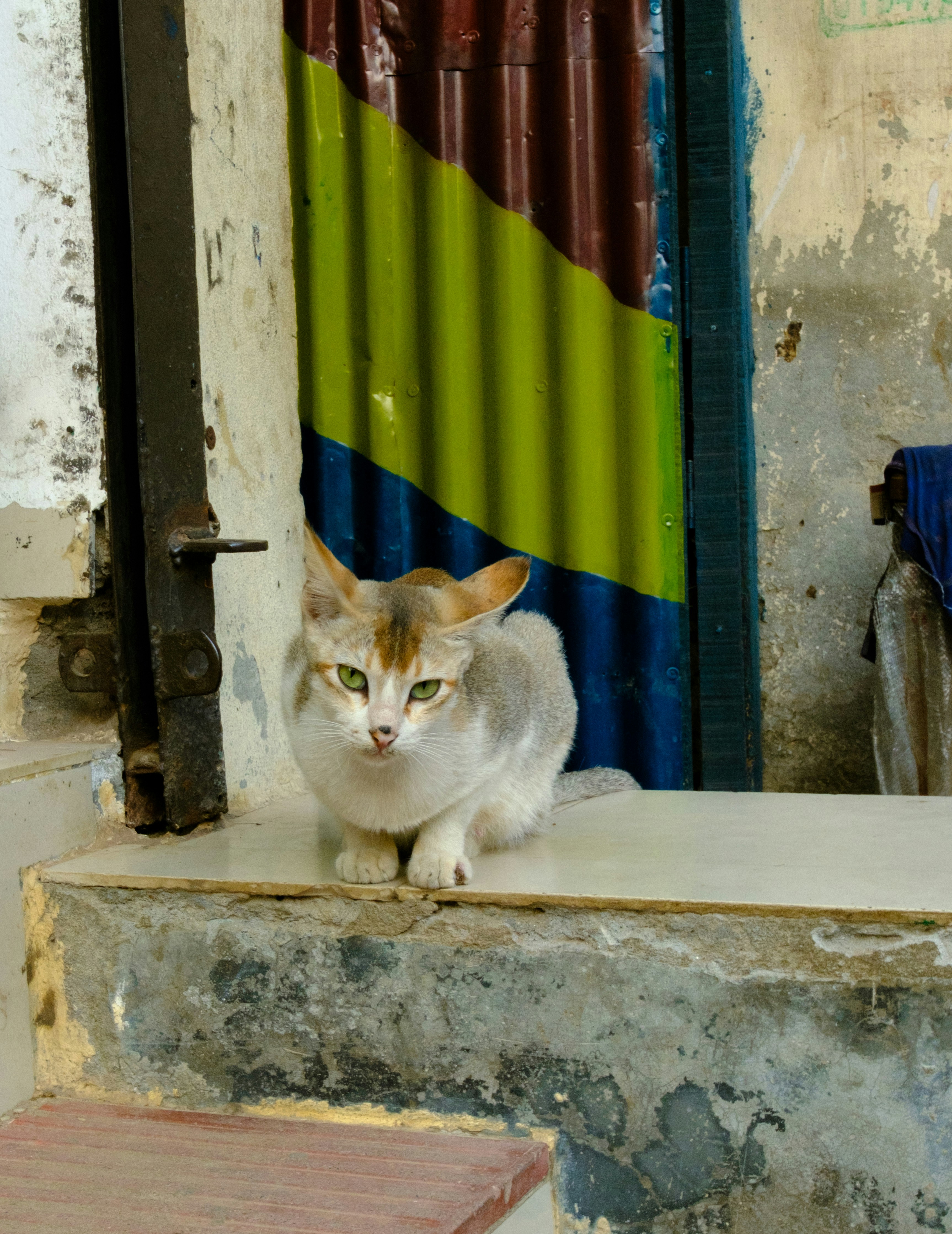 Curious Cat at the Alley Gate