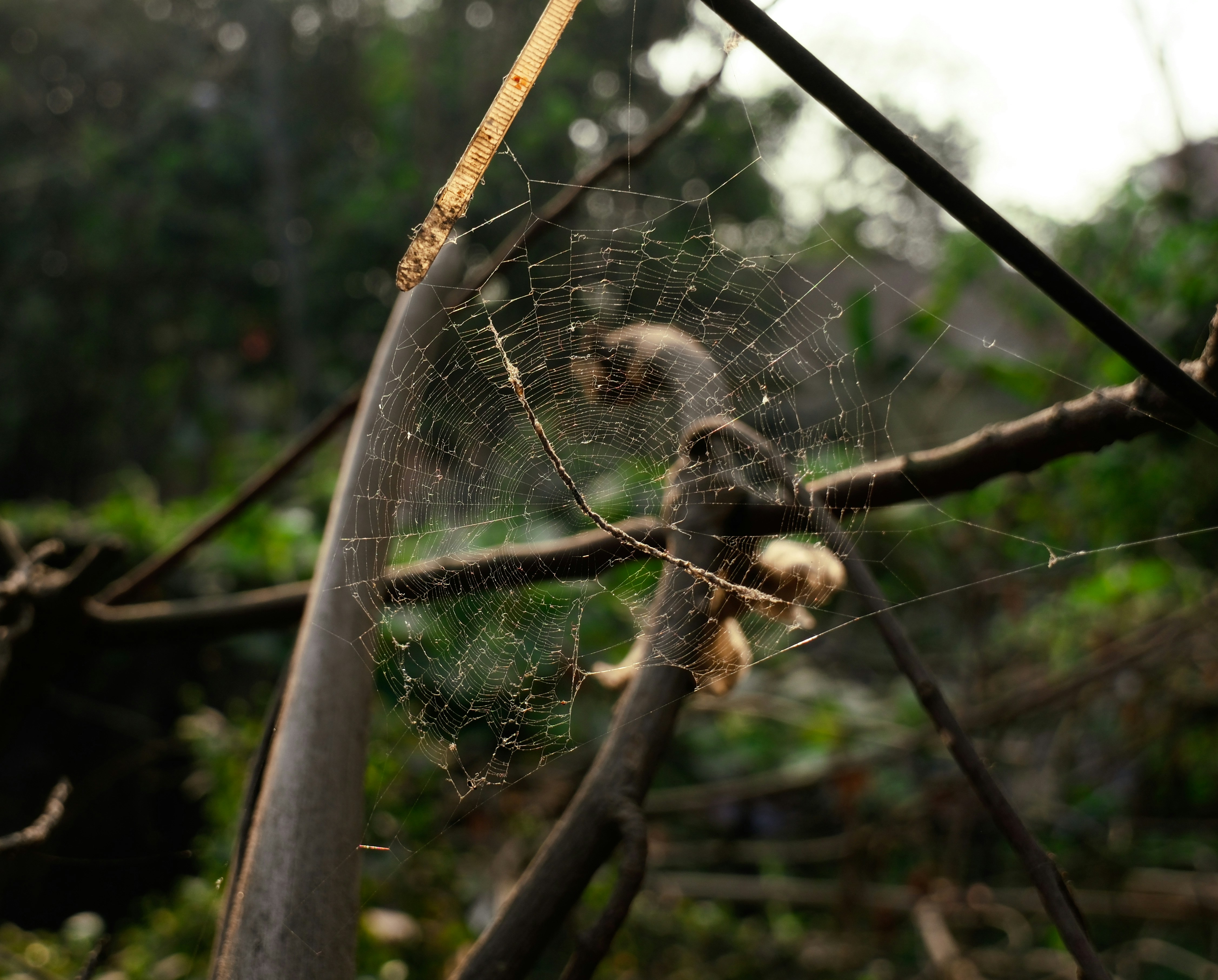 Webbed Focus: the spider's delicate loom across broken branches