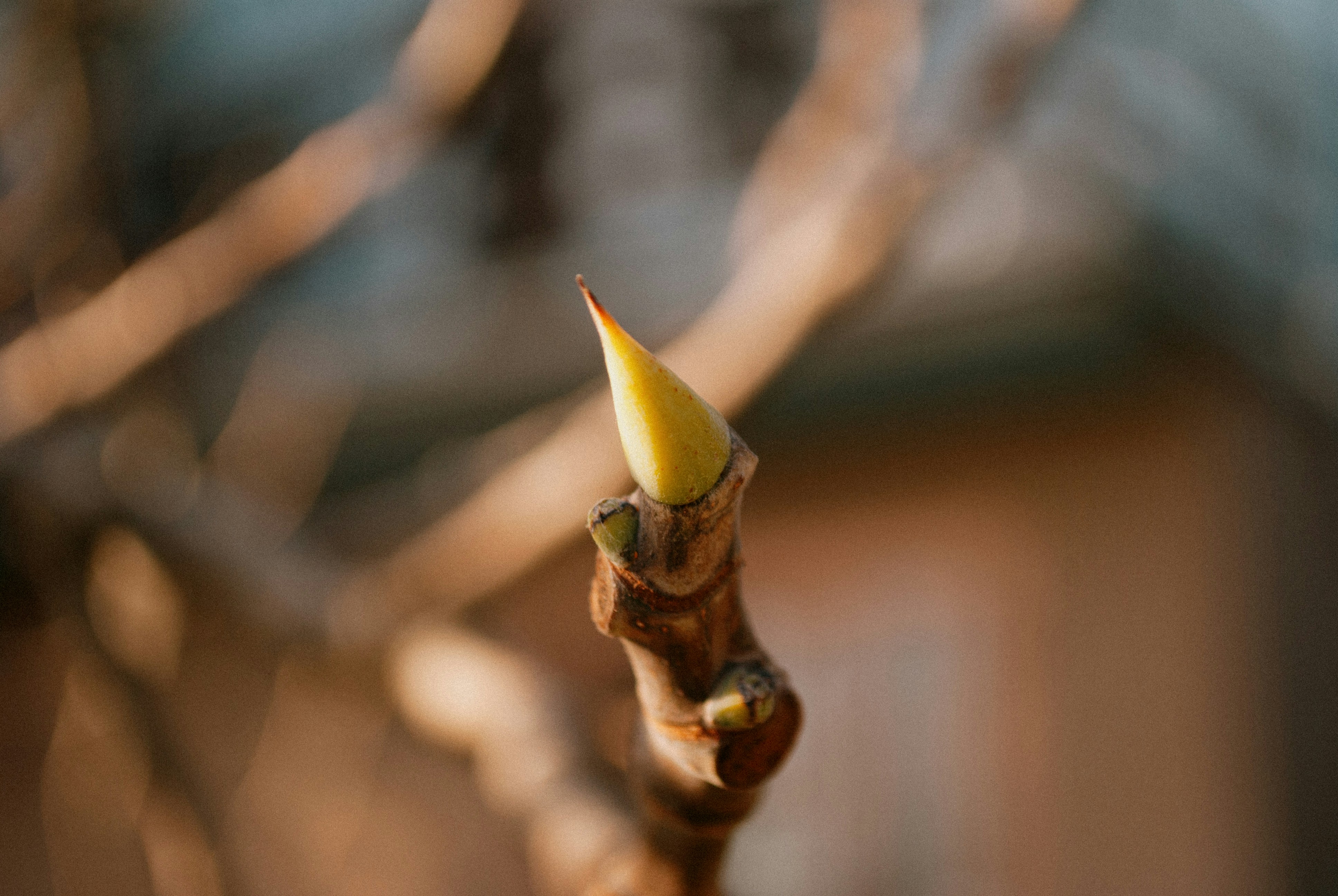 Bud of Resolve: A Sharp Reminder on a Blurred Branch