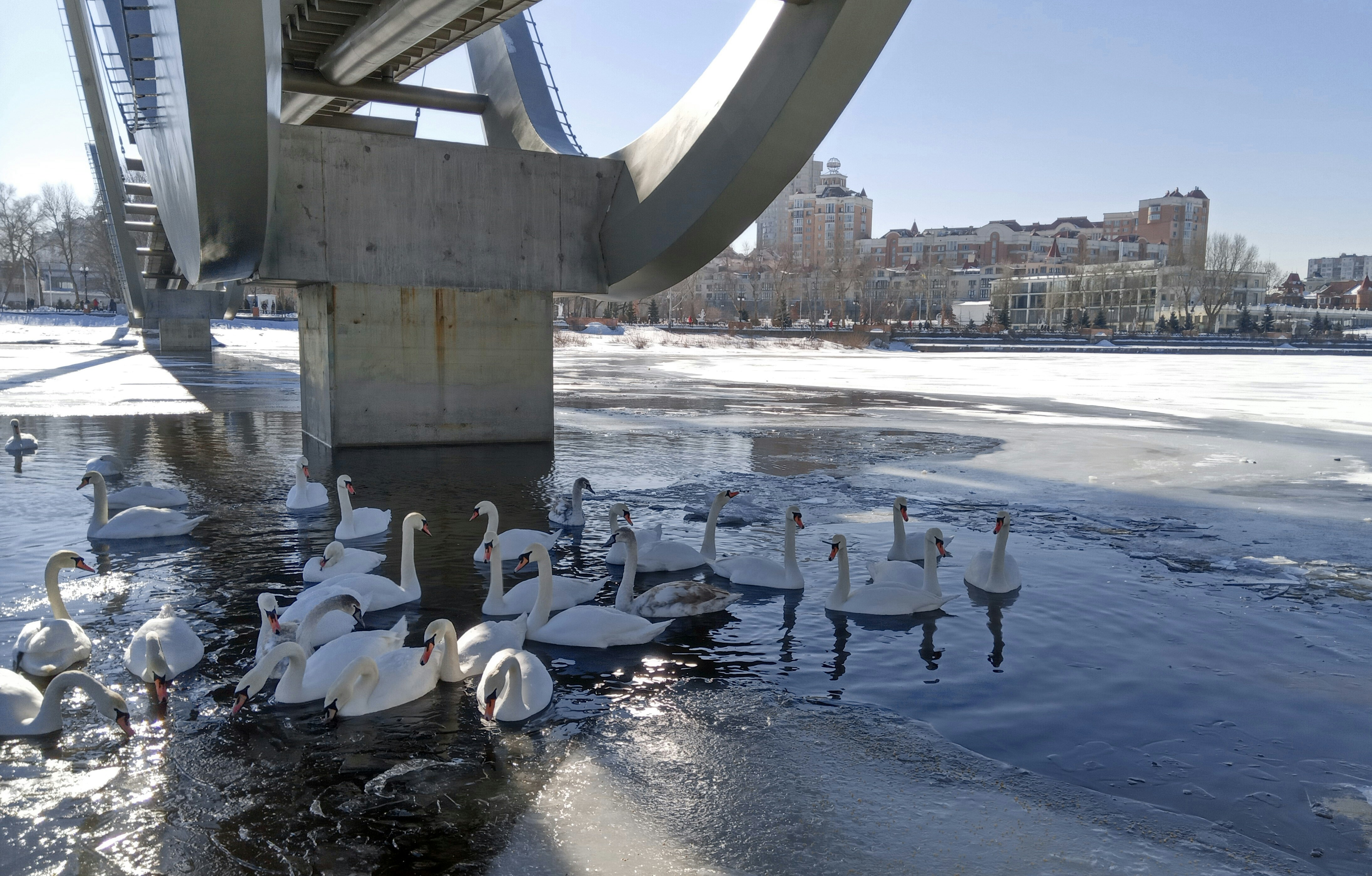 Swans gathered on a partially frozen river under a bridge.