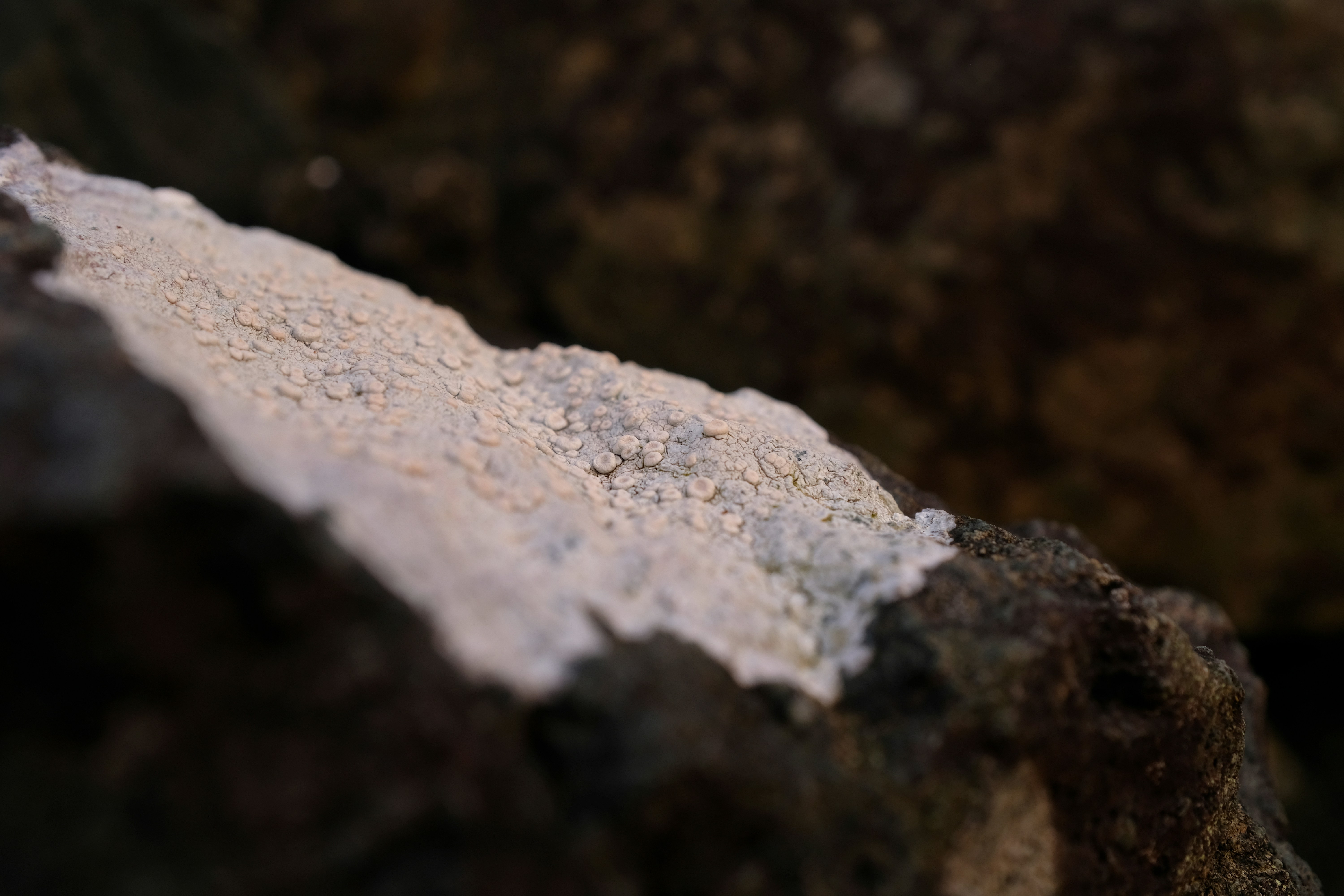 Lichen-touched rock in soft morning light