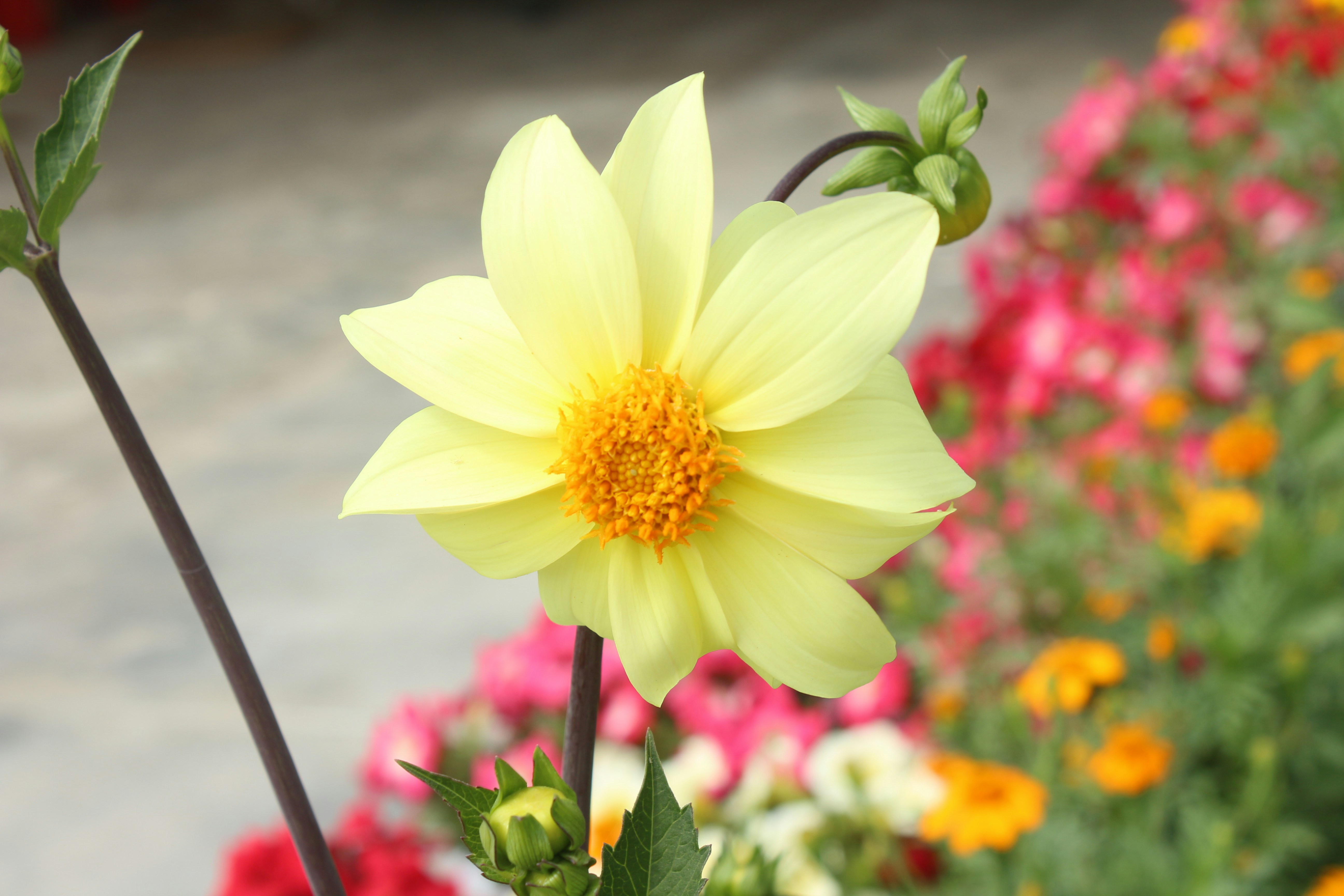Golden Dahlia in Focus: Soft background bloom parade