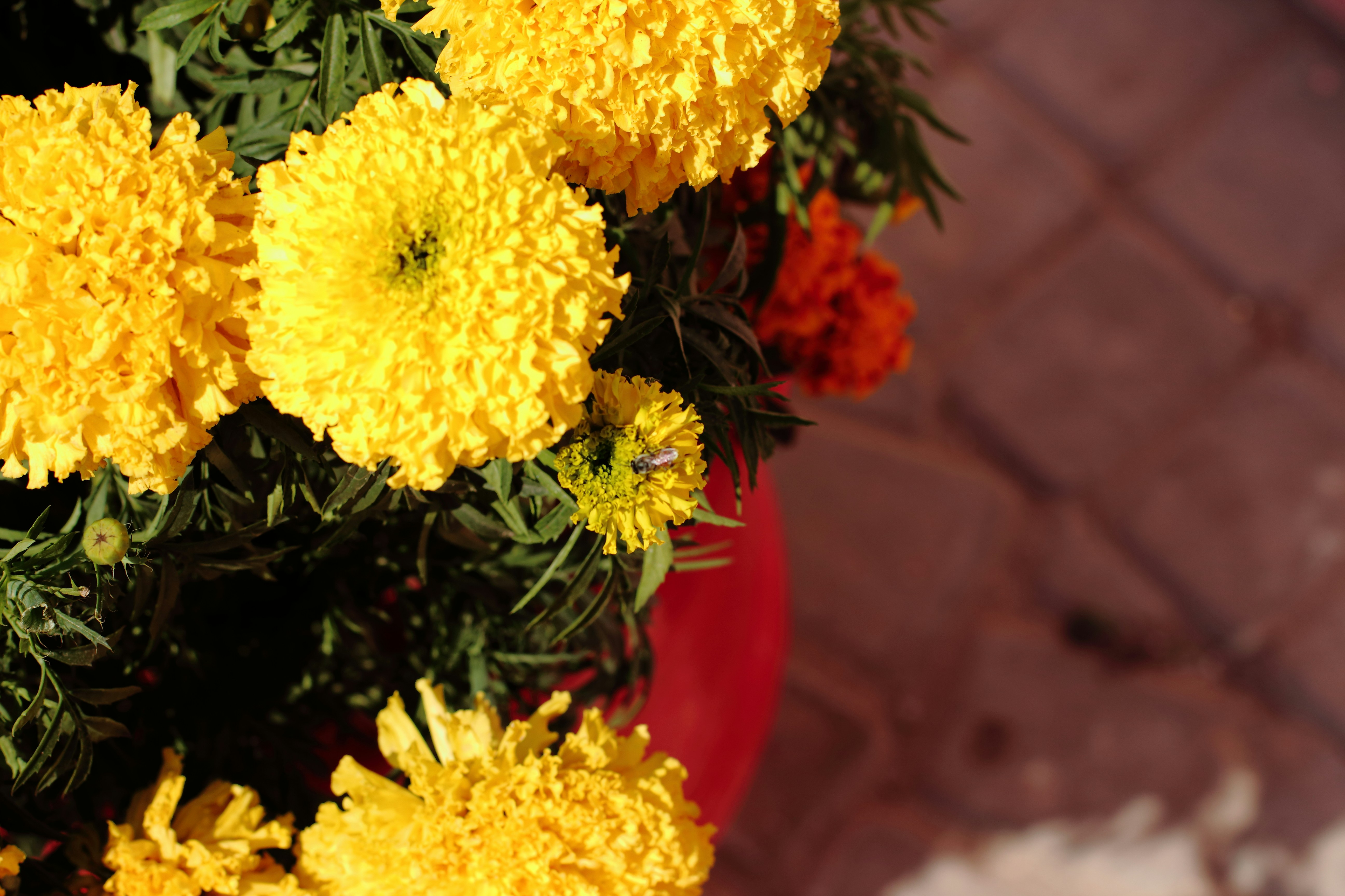 Bright Marigold Bouquet in a Red Vase on a Stone Patio