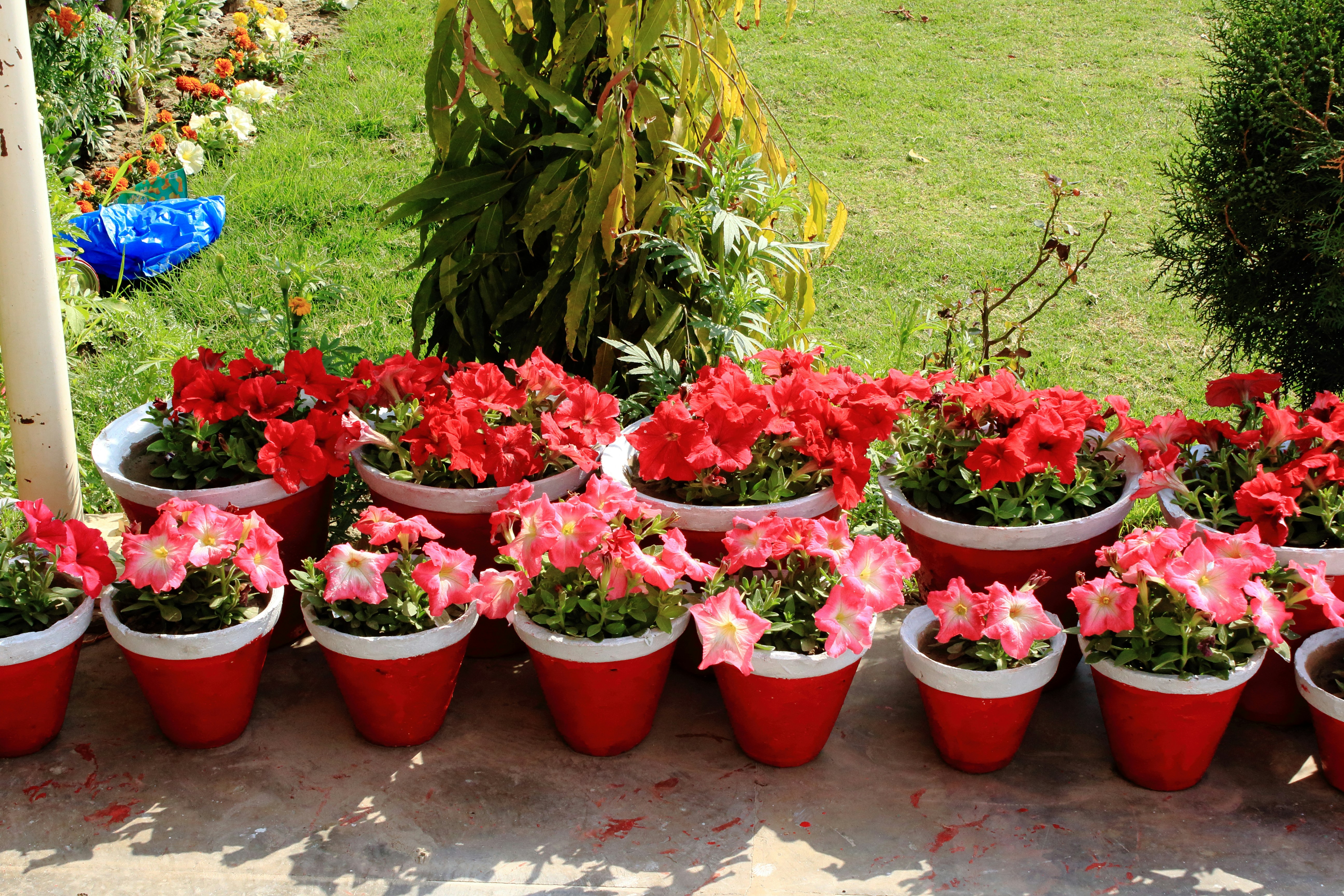 Row of red Petunia pots lining a sunlit garden path