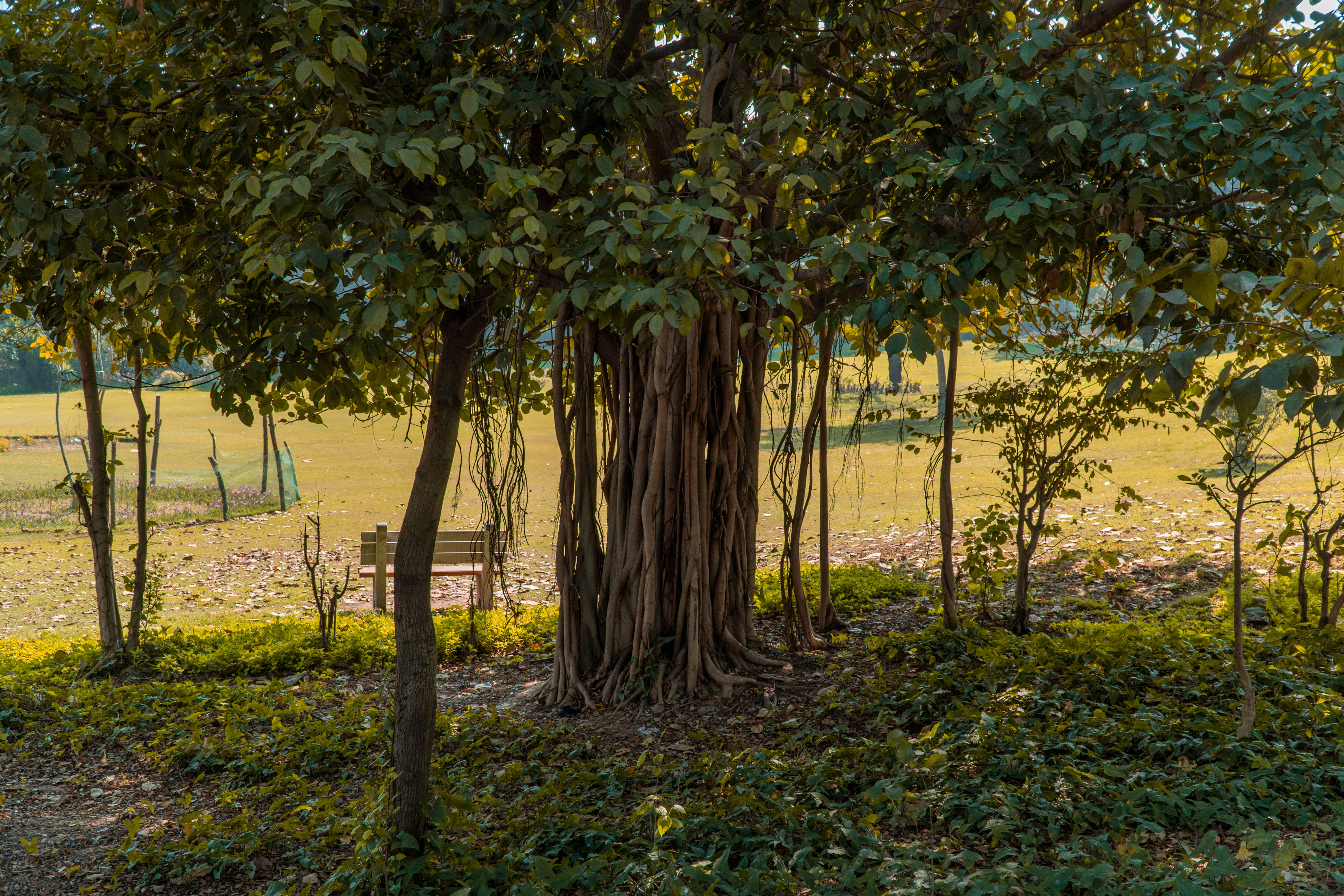 Centuries-Rooted Sentinel: A Gnarled Tree Centered in a Sunlit Clearing