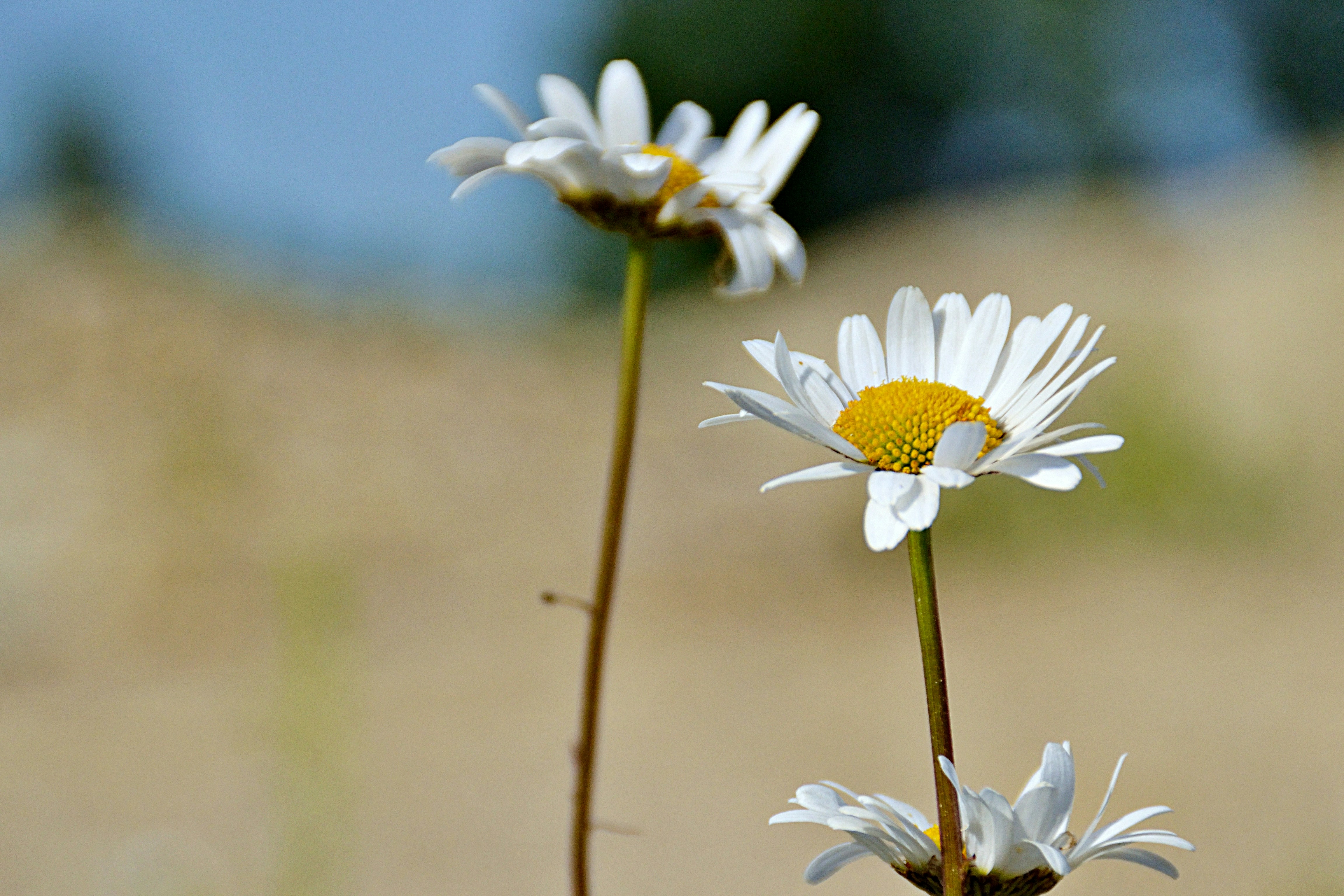 Two daisies in a sunlit field push toward the foreground with a blurred background