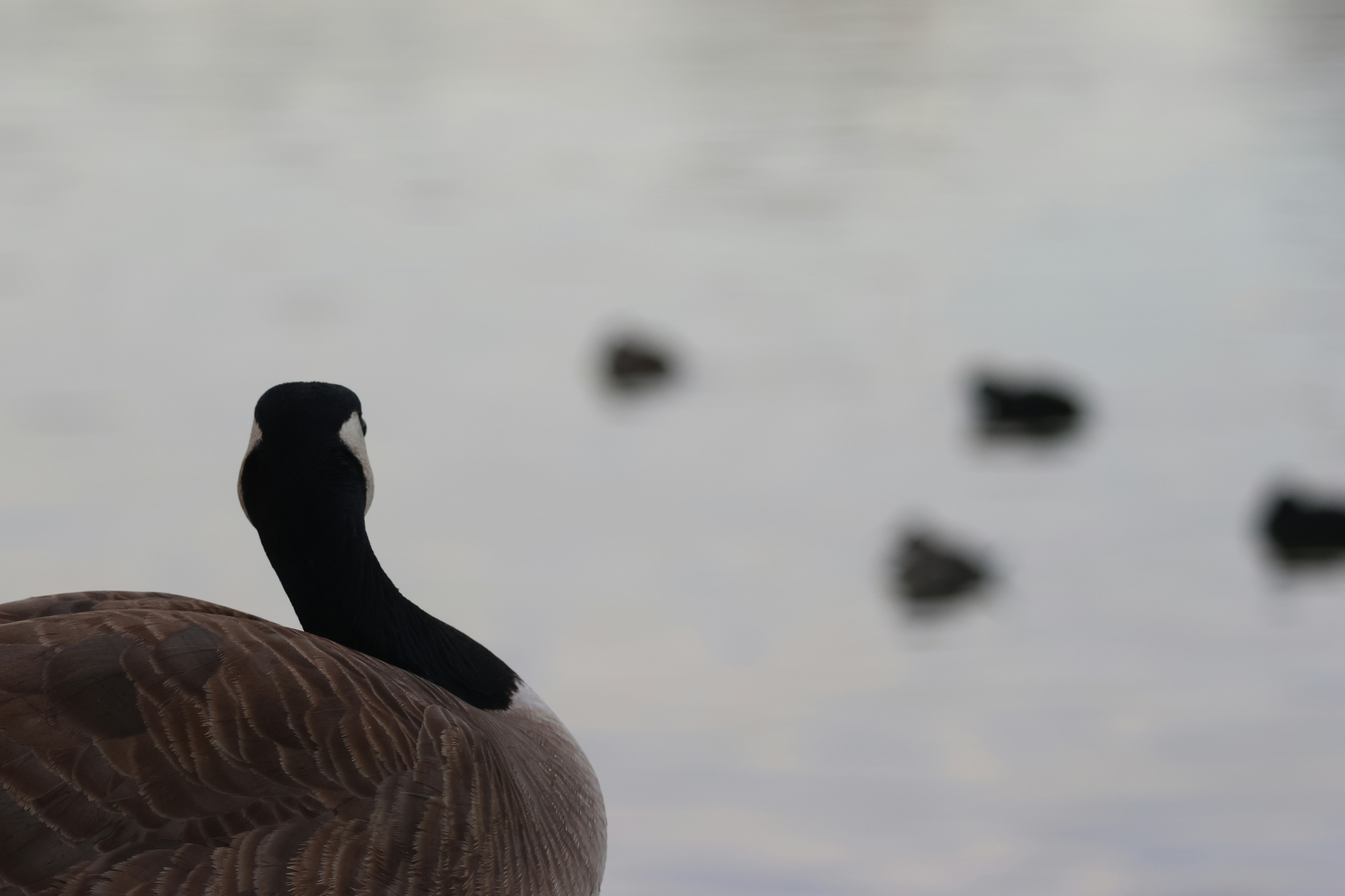 A lone Canada Goose Turns Head Over Waterfront Quiet