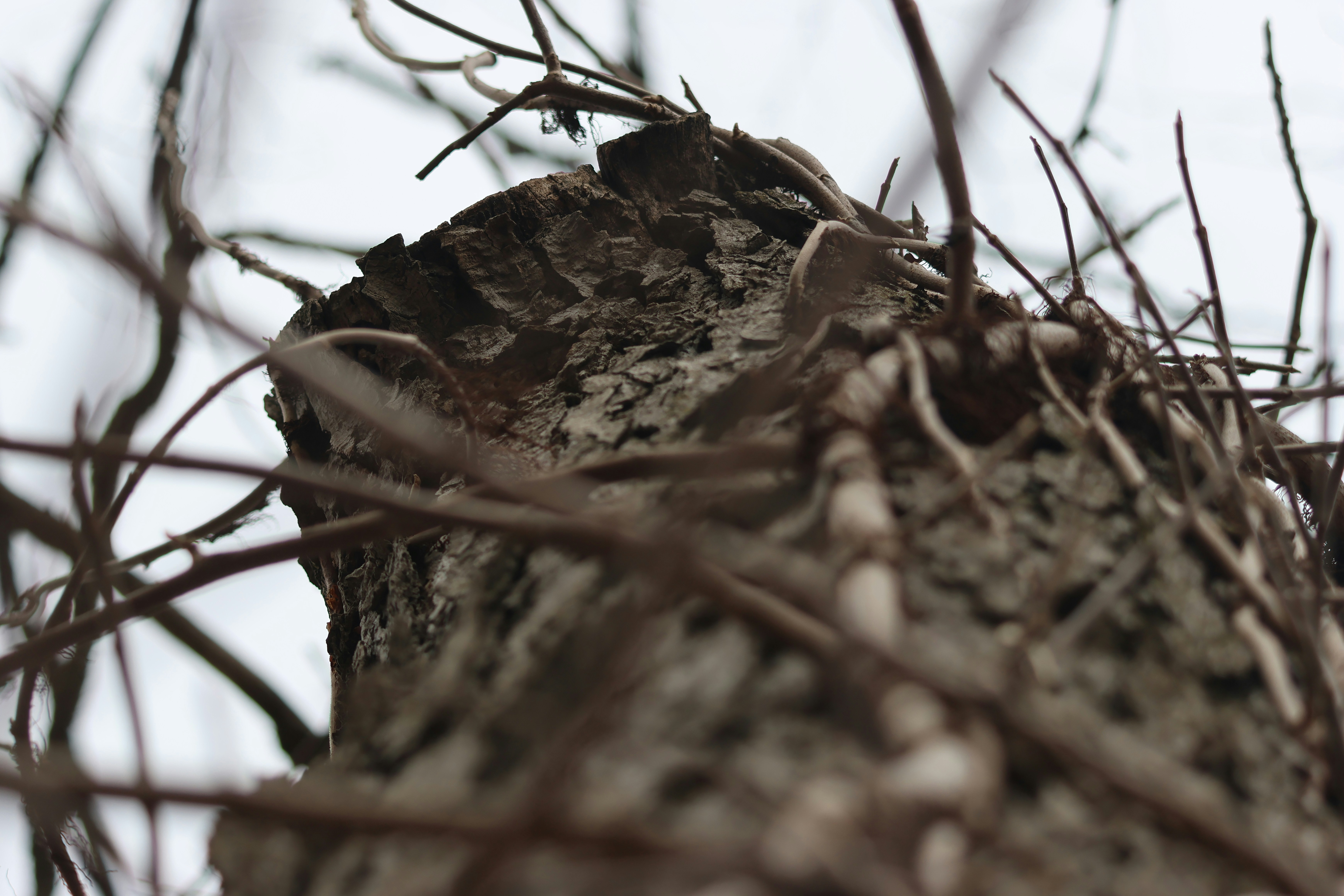 Upward Gaze: Bark and Thorns Woven Around a Tree Trunk