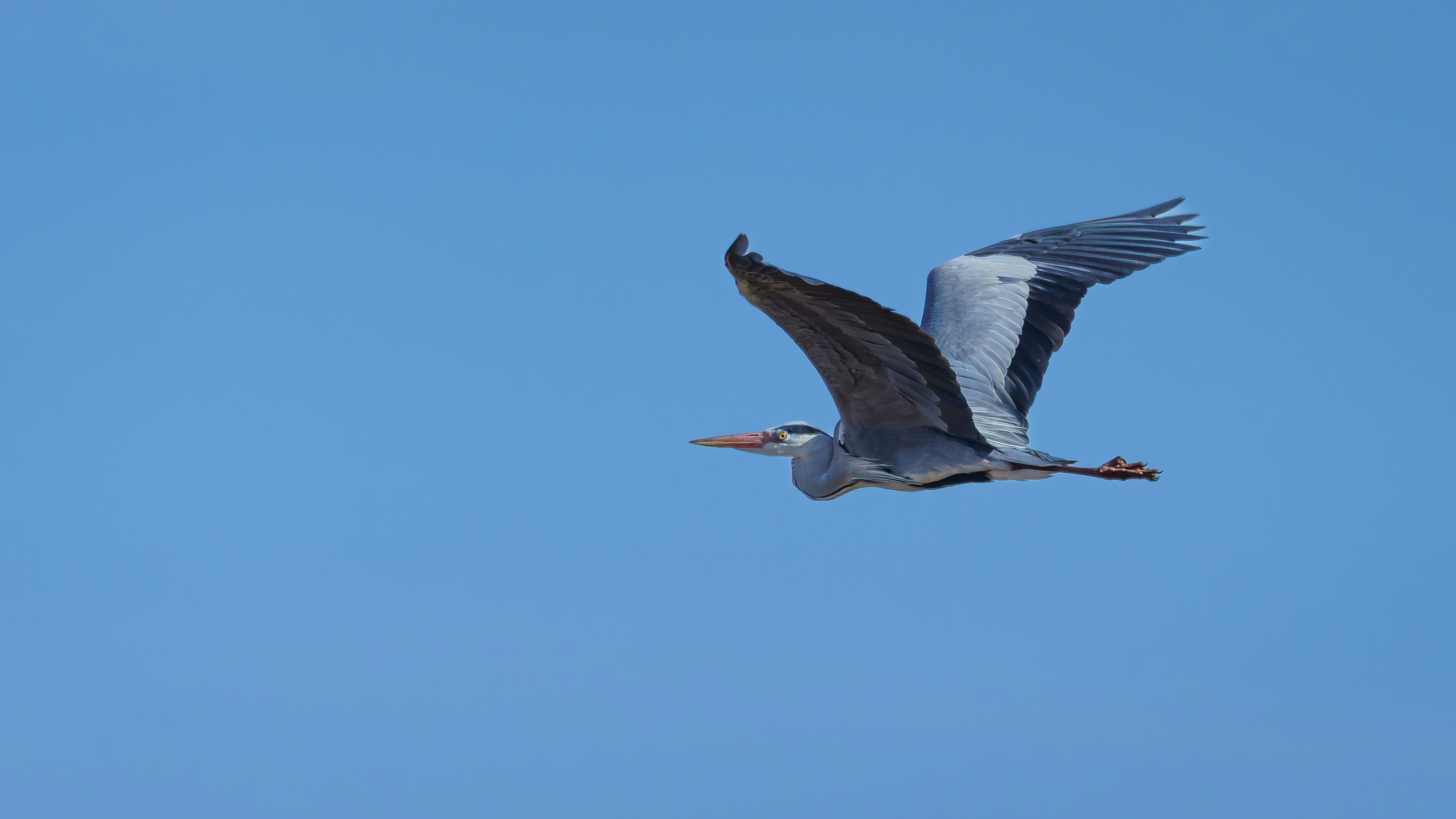 Midflight Grey Heron under a Clear Blue Sky