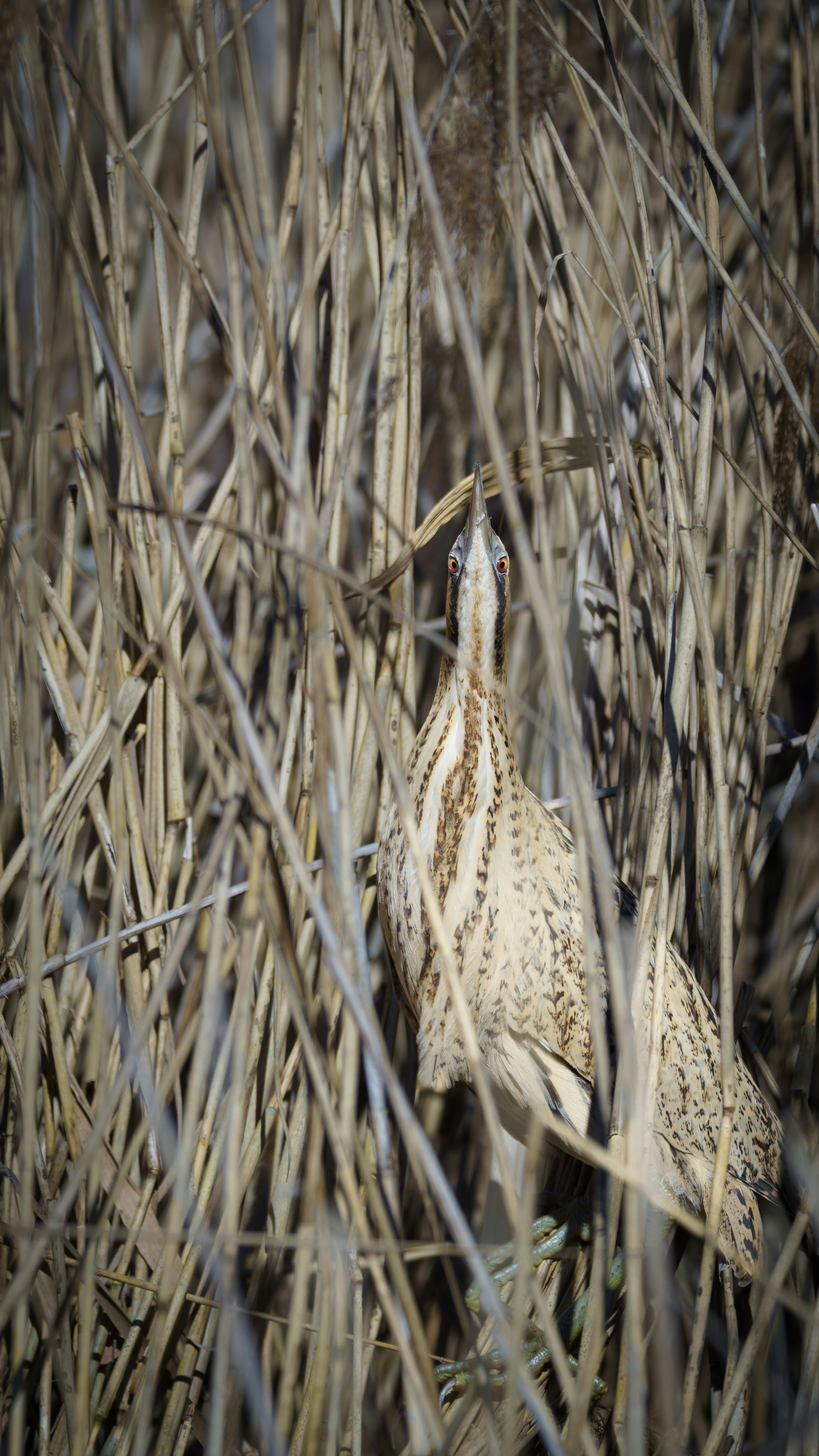 Silent Heron in Reeds: A Narrow Escape into the Marsh