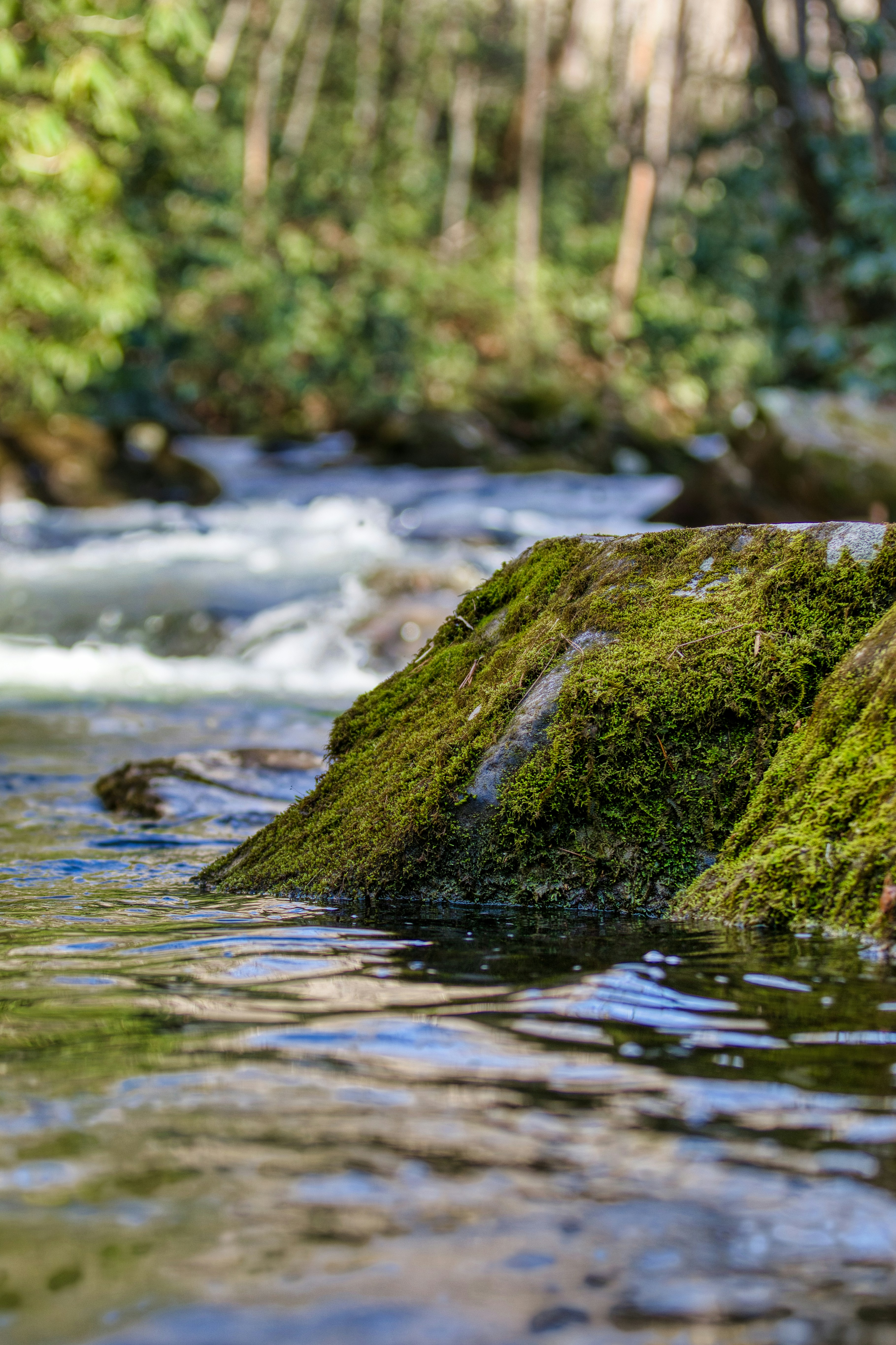 Moss-Cilled Rock in a Quiet Riverbed